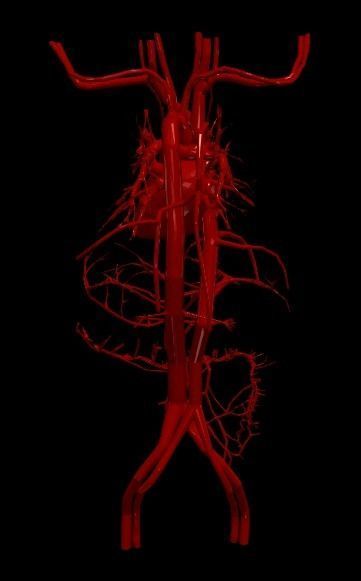 3d model of heart and cardiovascular system 3D model 3D printable ...