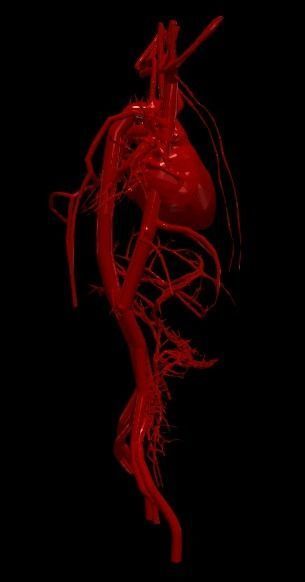 3d model of heart and cardiovascular system 3D model 3D printable ...