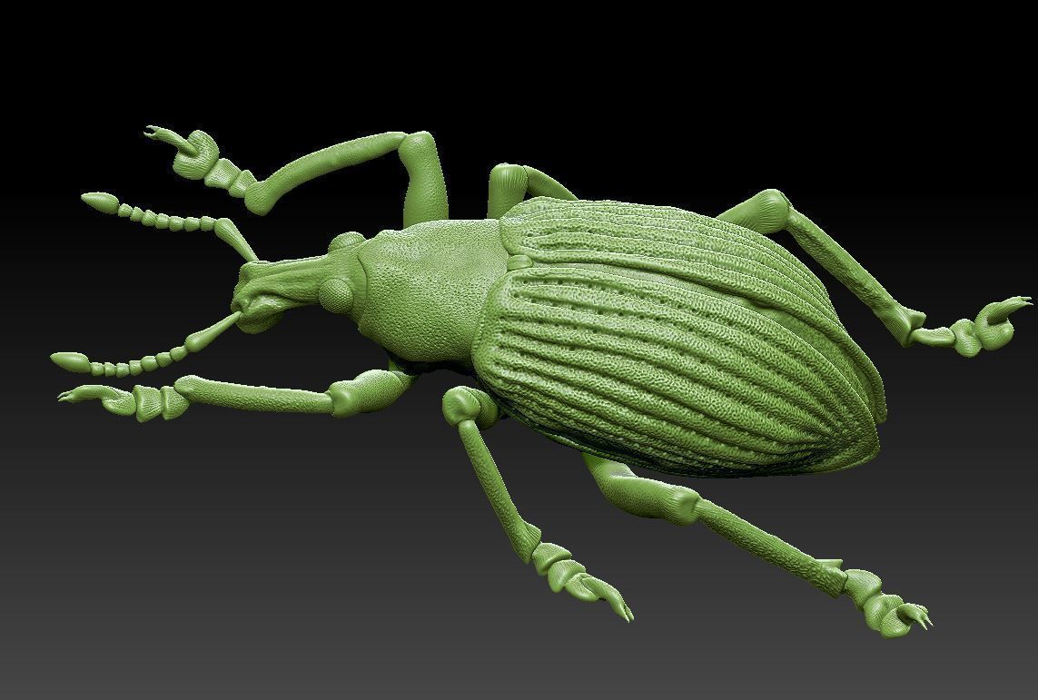beetle weevil 3D model 3D printable | CGTrader