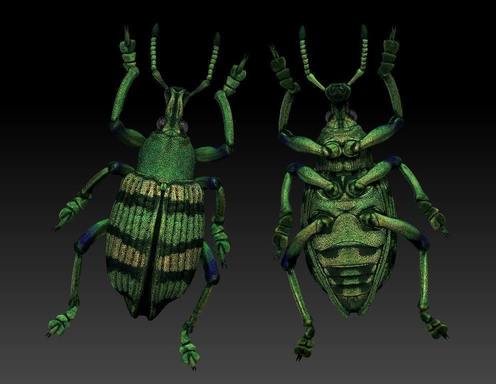 beetle weevil 3D model 3D printable | CGTrader