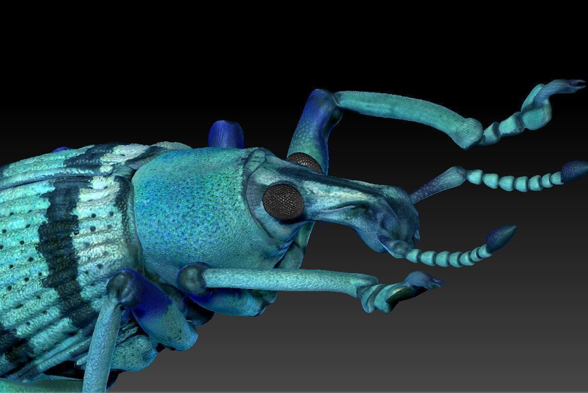 beetle weevil 3D model 3D printable | CGTrader