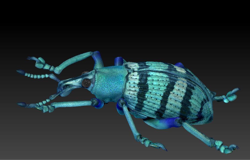 beetle weevil 3D model 3D printable | CGTrader