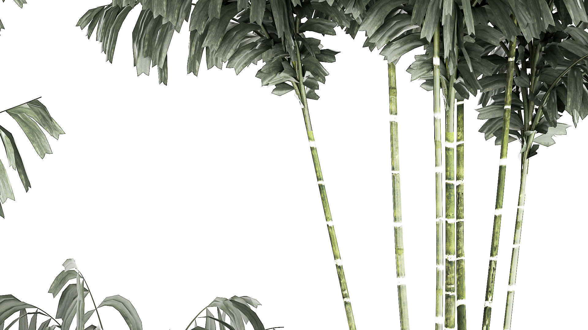 Beautiful exotic Caryota palm tree in a flowerpot 1257 3D model | CGTrader