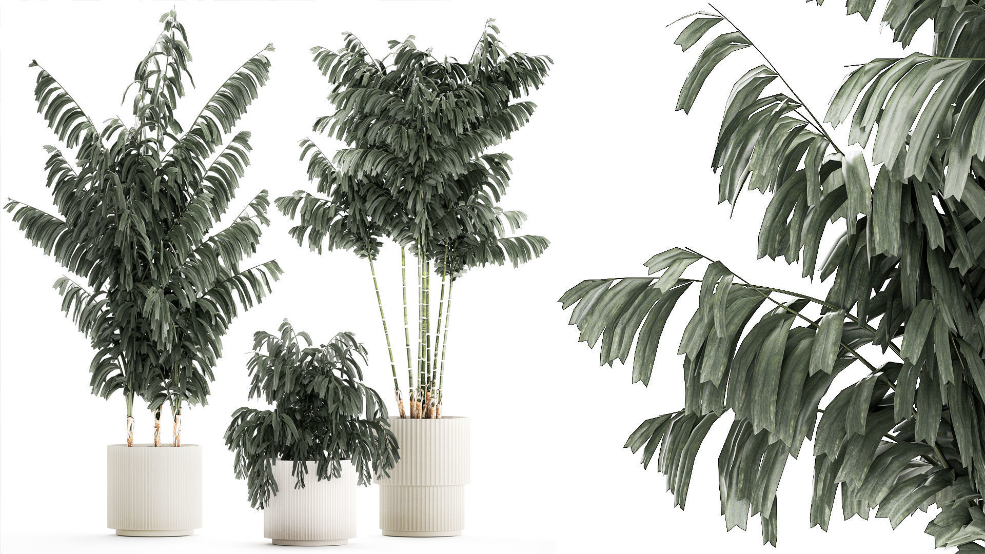 Beautiful exotic Caryota palm tree in a flowerpot 1257 3D model | CGTrader