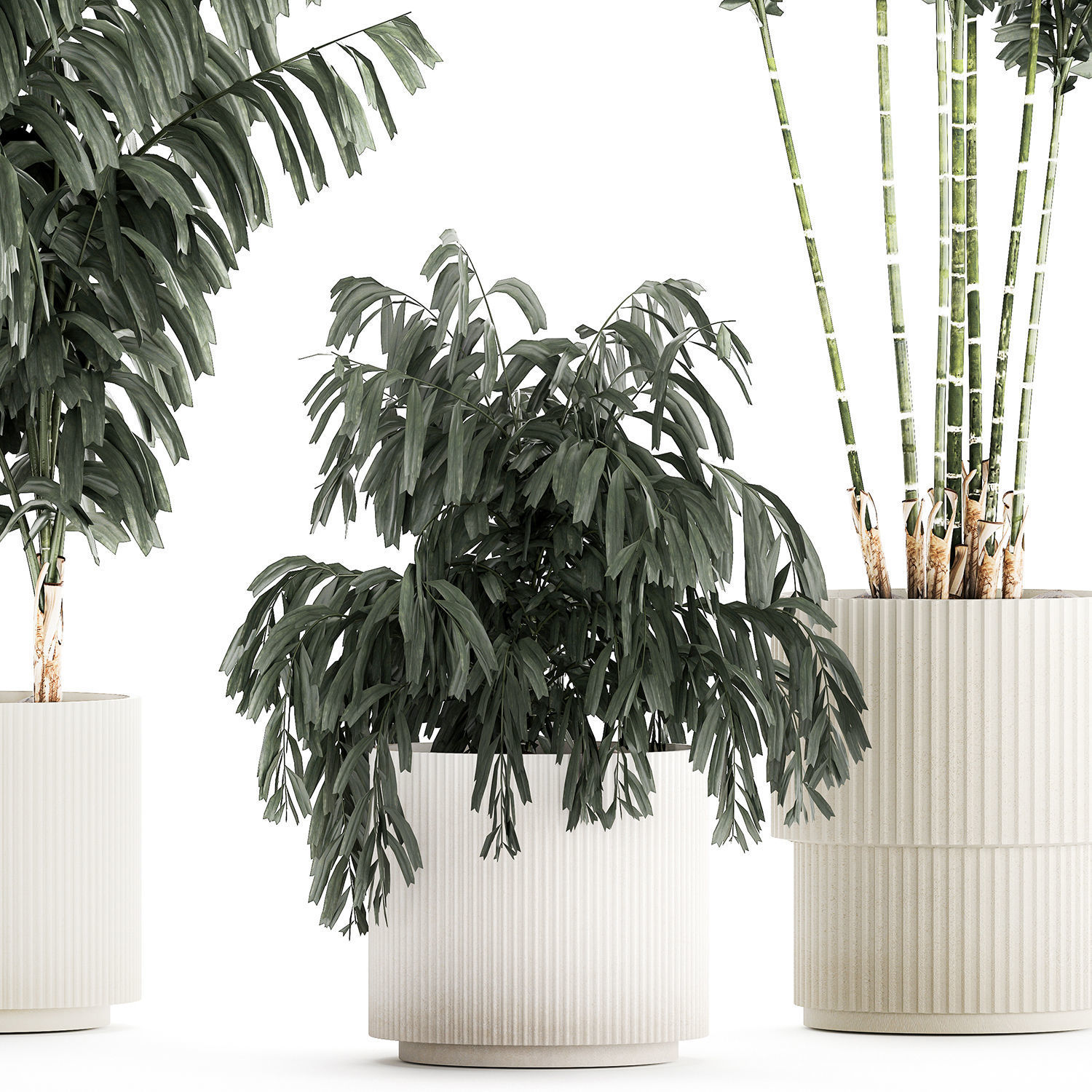 Beautiful exotic Caryota palm tree in a flowerpot 1257 3D model | CGTrader