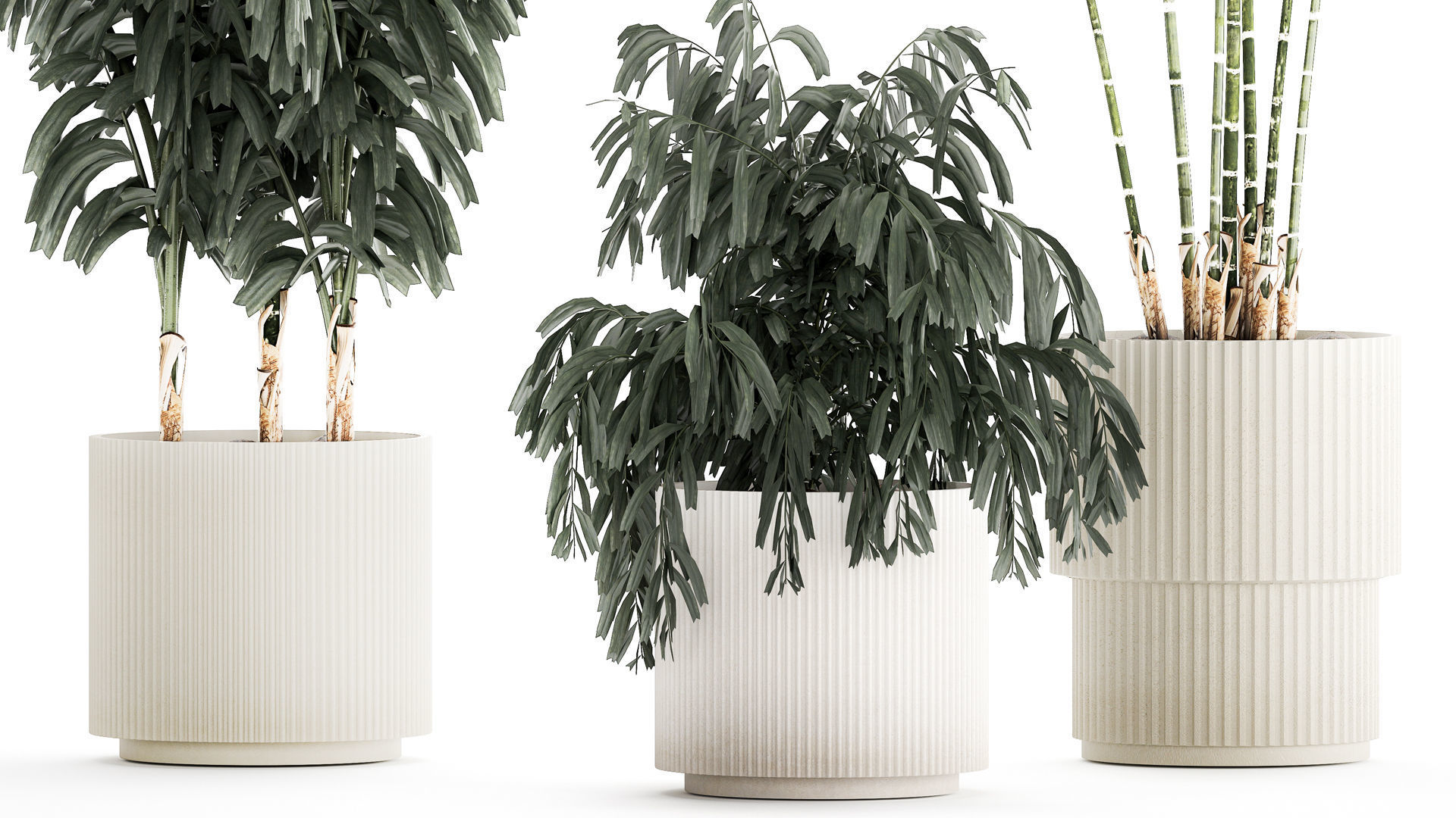 Beautiful exotic Caryota palm tree in a flowerpot 1257 3D model | CGTrader