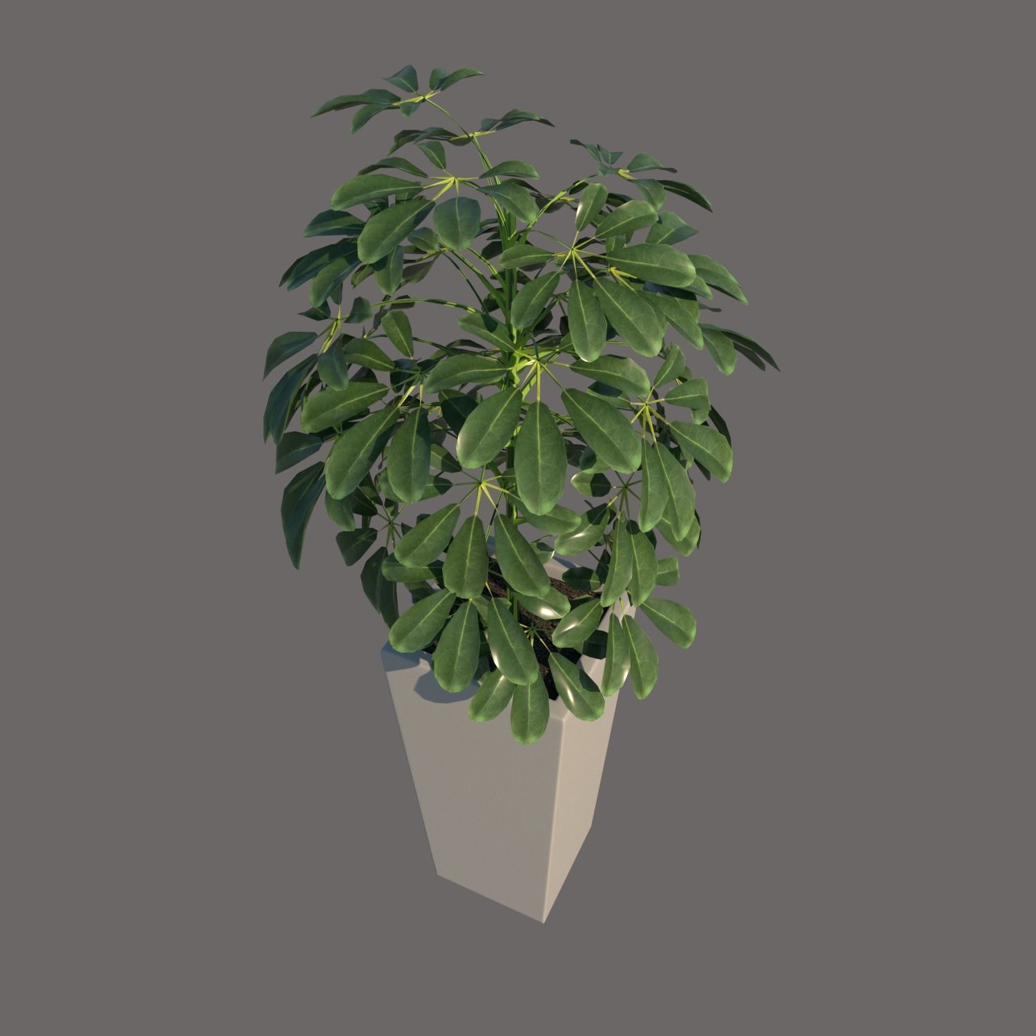 Schefflera Green Plant 3D model | CGTrader