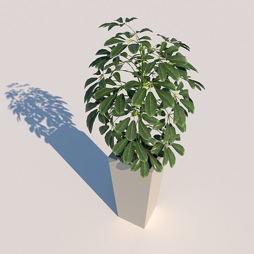 Schefflera Green Plant 3D model | CGTrader
