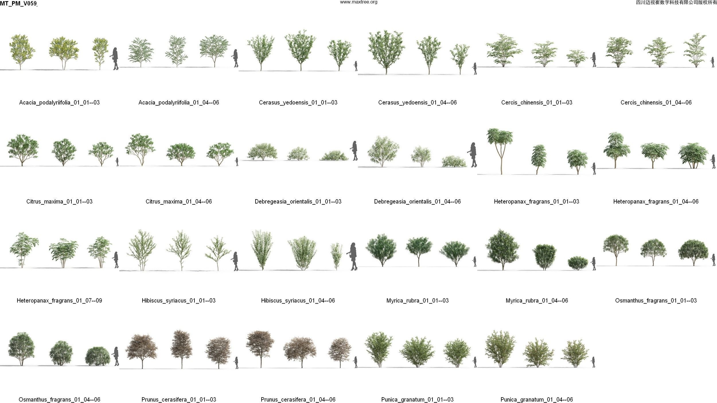 Maxtree Plant Models Vol 59 - Mesh 3D model | CGTrader