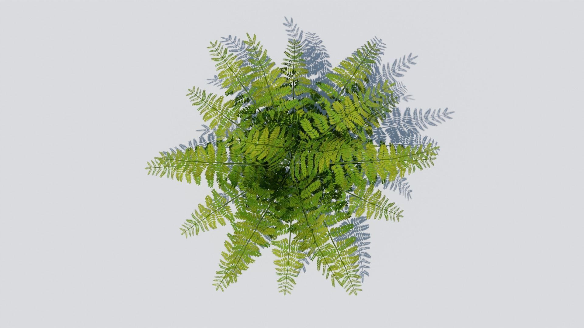 3D model Fern Bush v2 VR / AR / low-poly | CGTrader