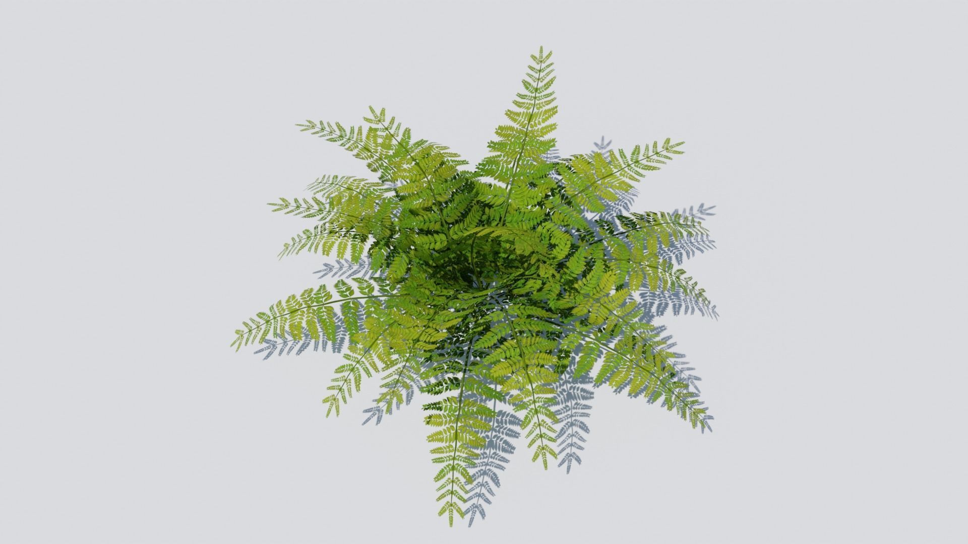 3D model Fern Bush v2 VR / AR / low-poly | CGTrader