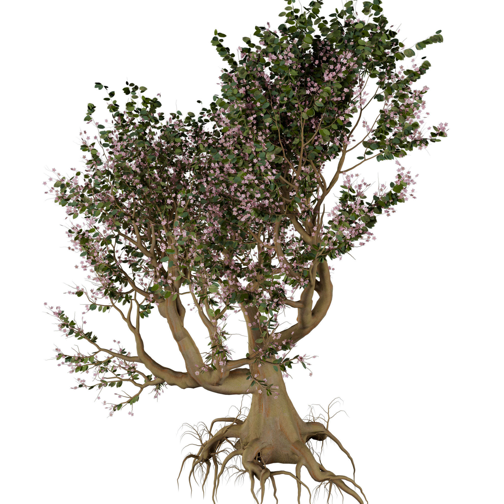 3D model blossom tree VR / AR / low-poly | CGTrader