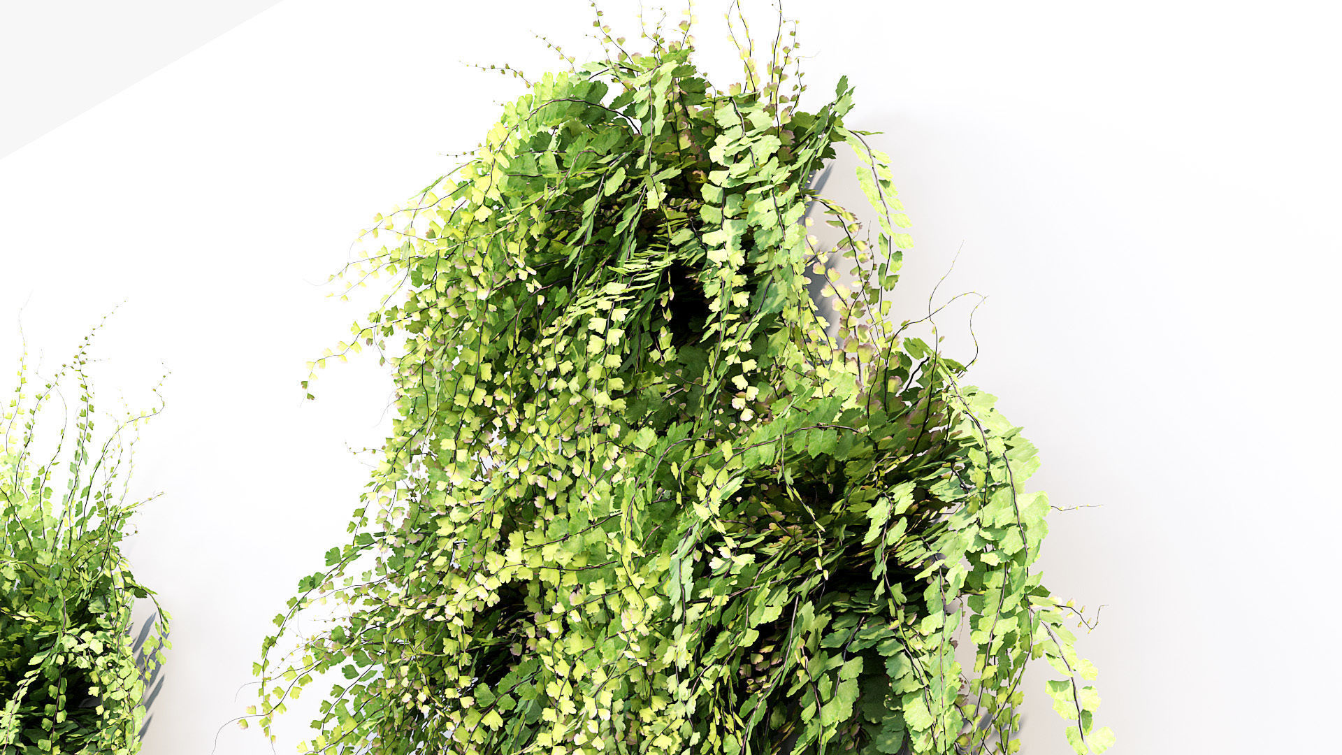 Adiantum Common Maidenhair fern 3D model | CGTrader
