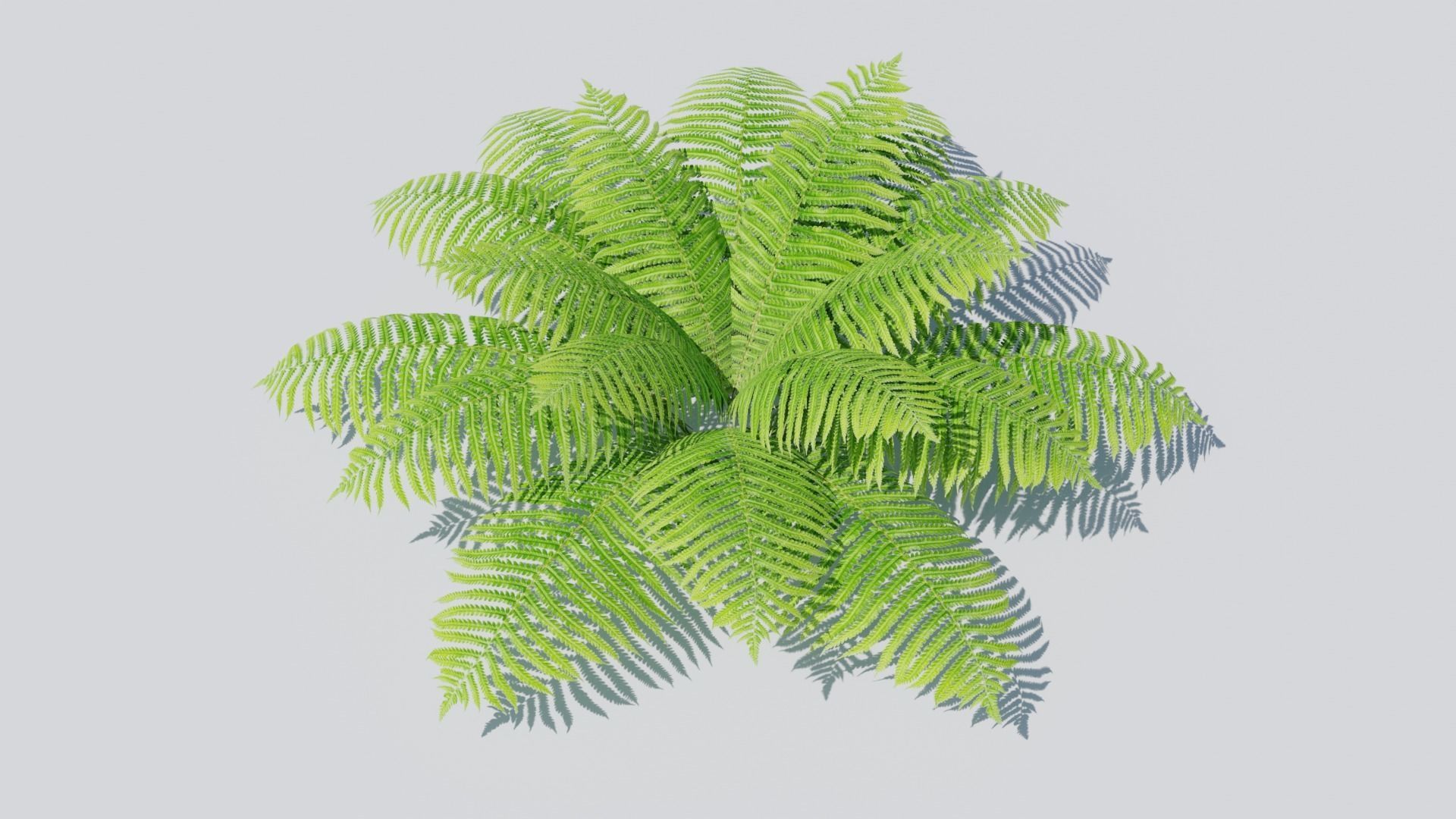 3D model Fern Bush v3 VR / AR / low-poly | CGTrader