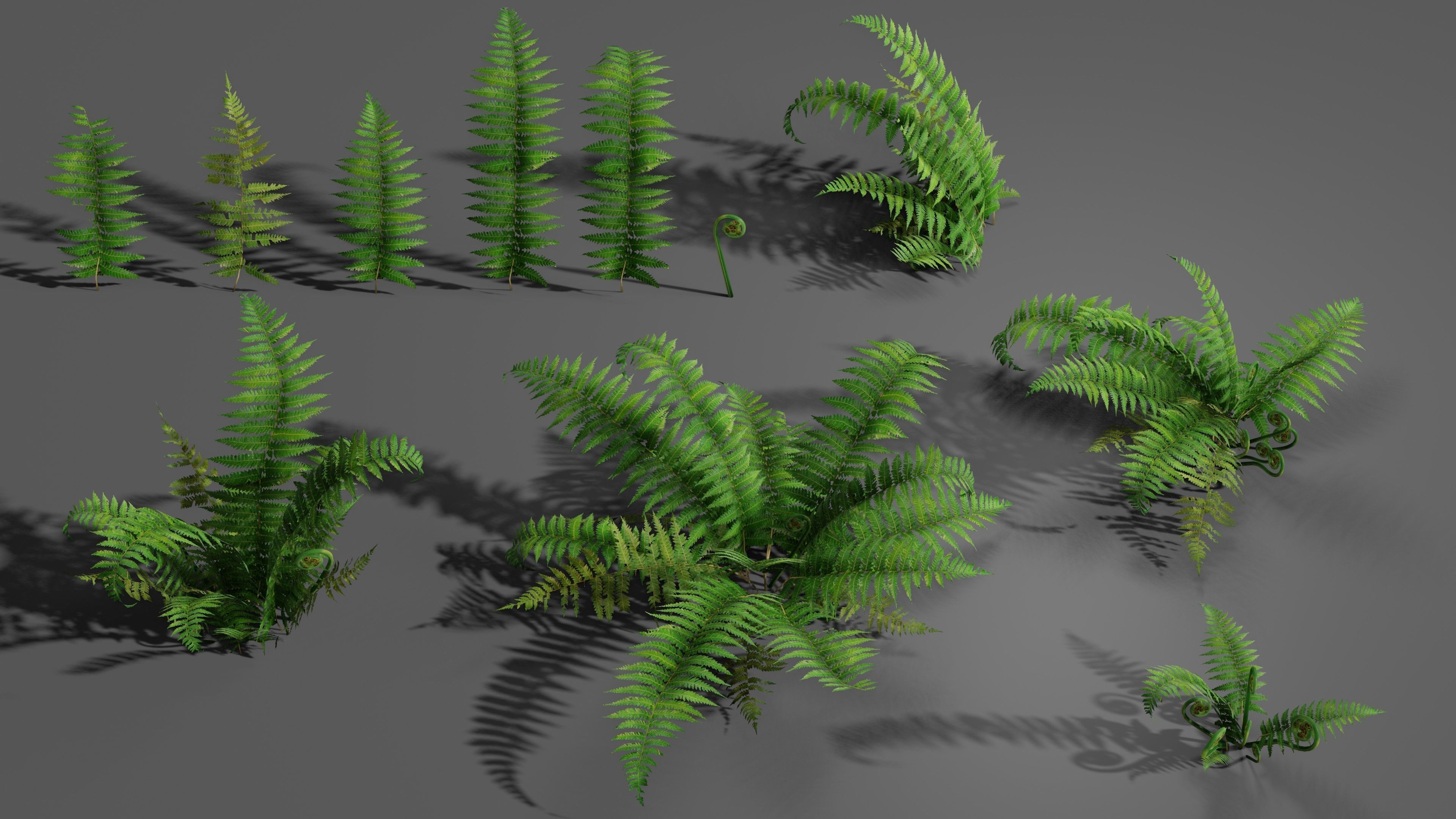 3D model Fern weed VR / AR / low-poly | CGTrader