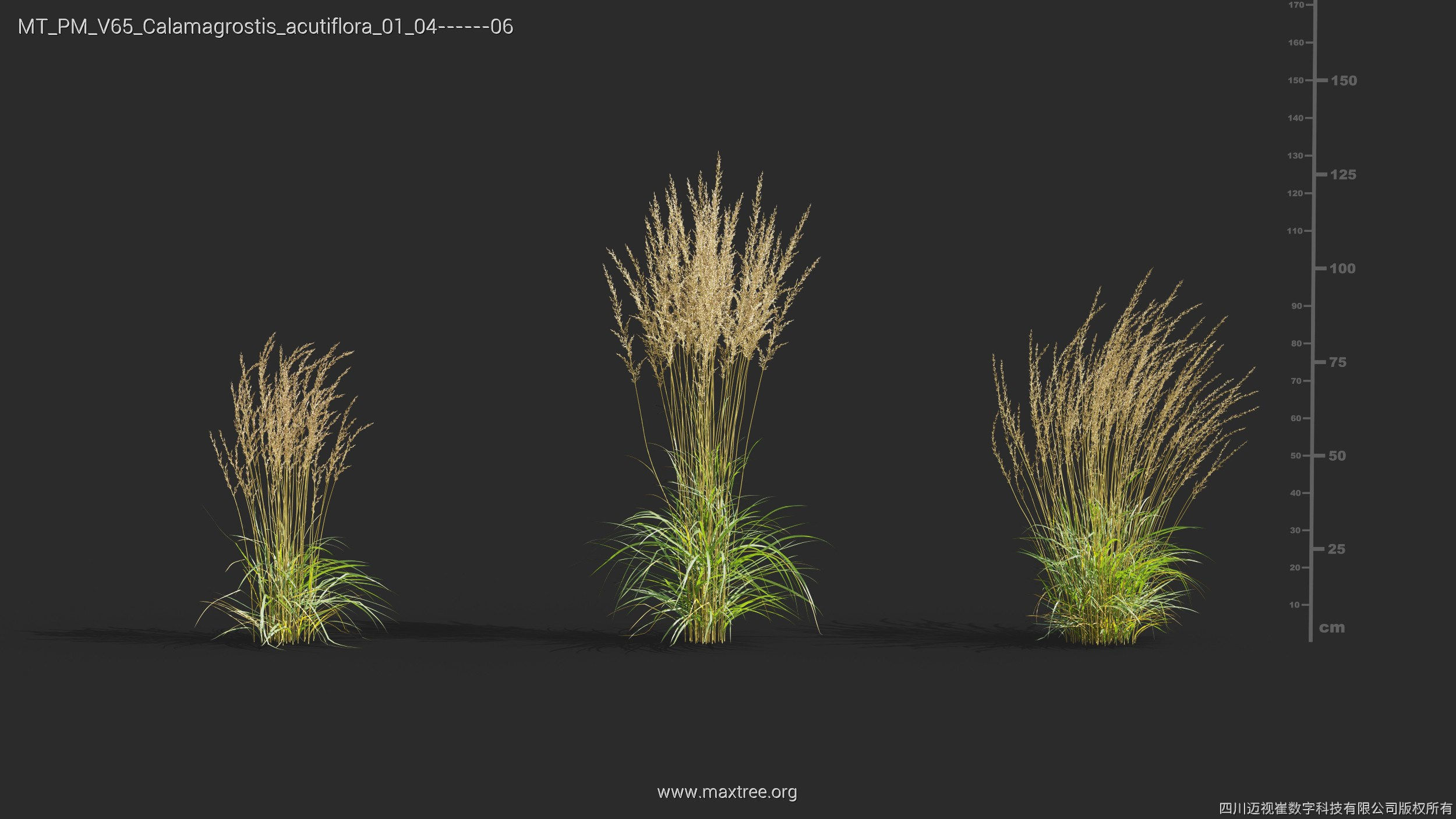 Maxtree Plant Models Vol 65 - Mesh 3D model | CGTrader