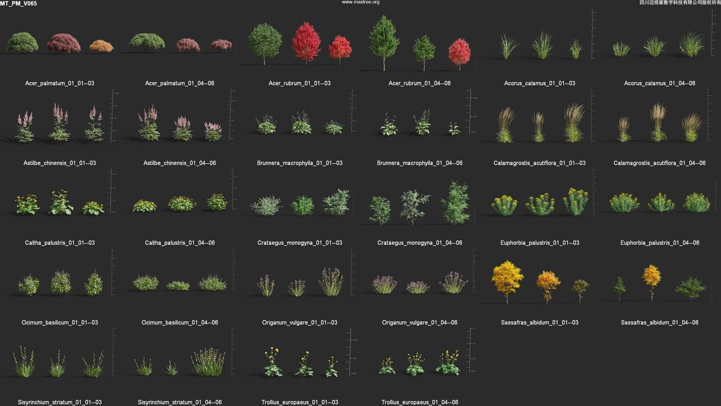 Maxtree Plant Models Vol 65 - Mesh 3D model | CGTrader