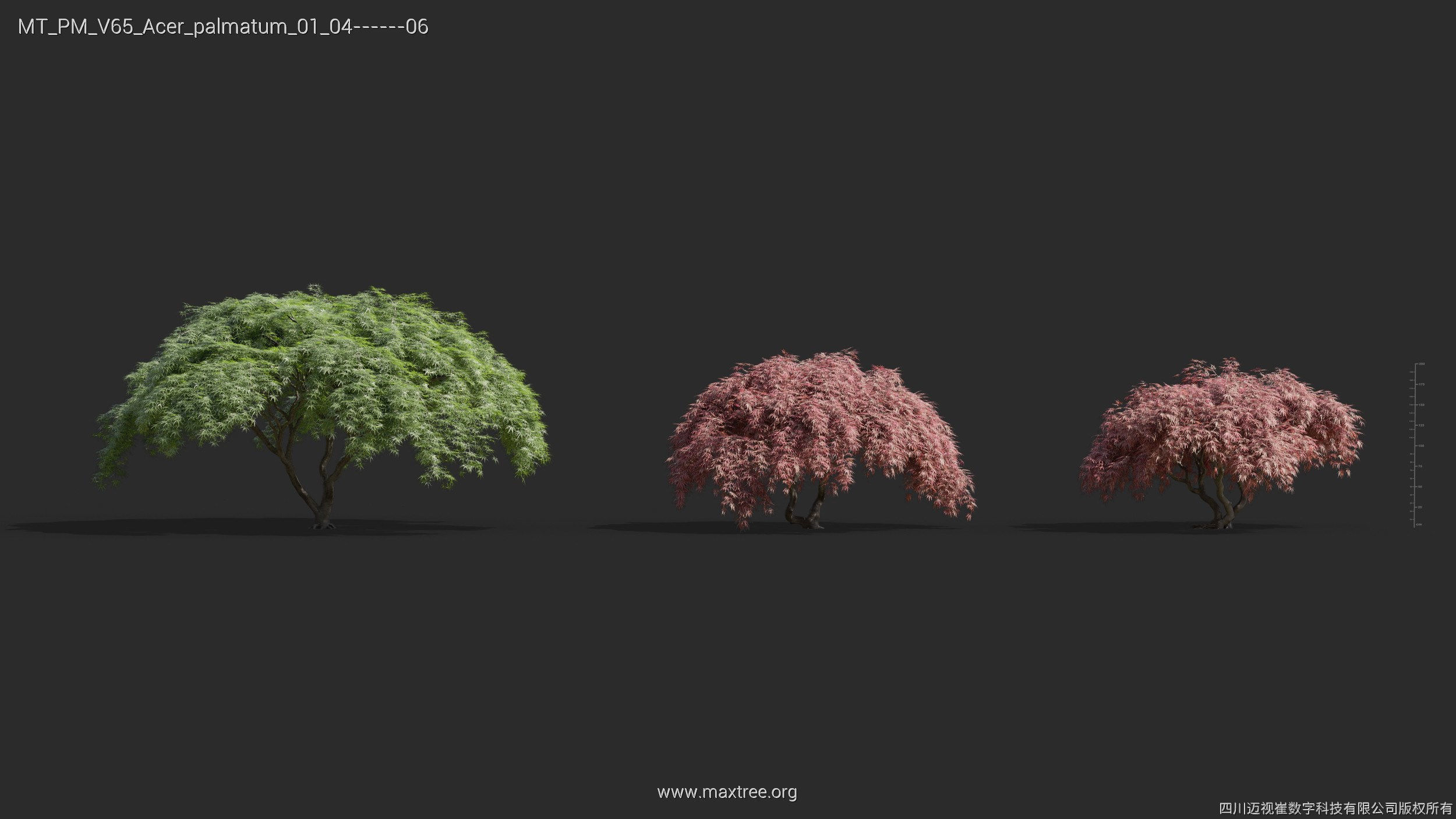 Maxtree Plant Models Vol 65 - Mesh 3D model | CGTrader