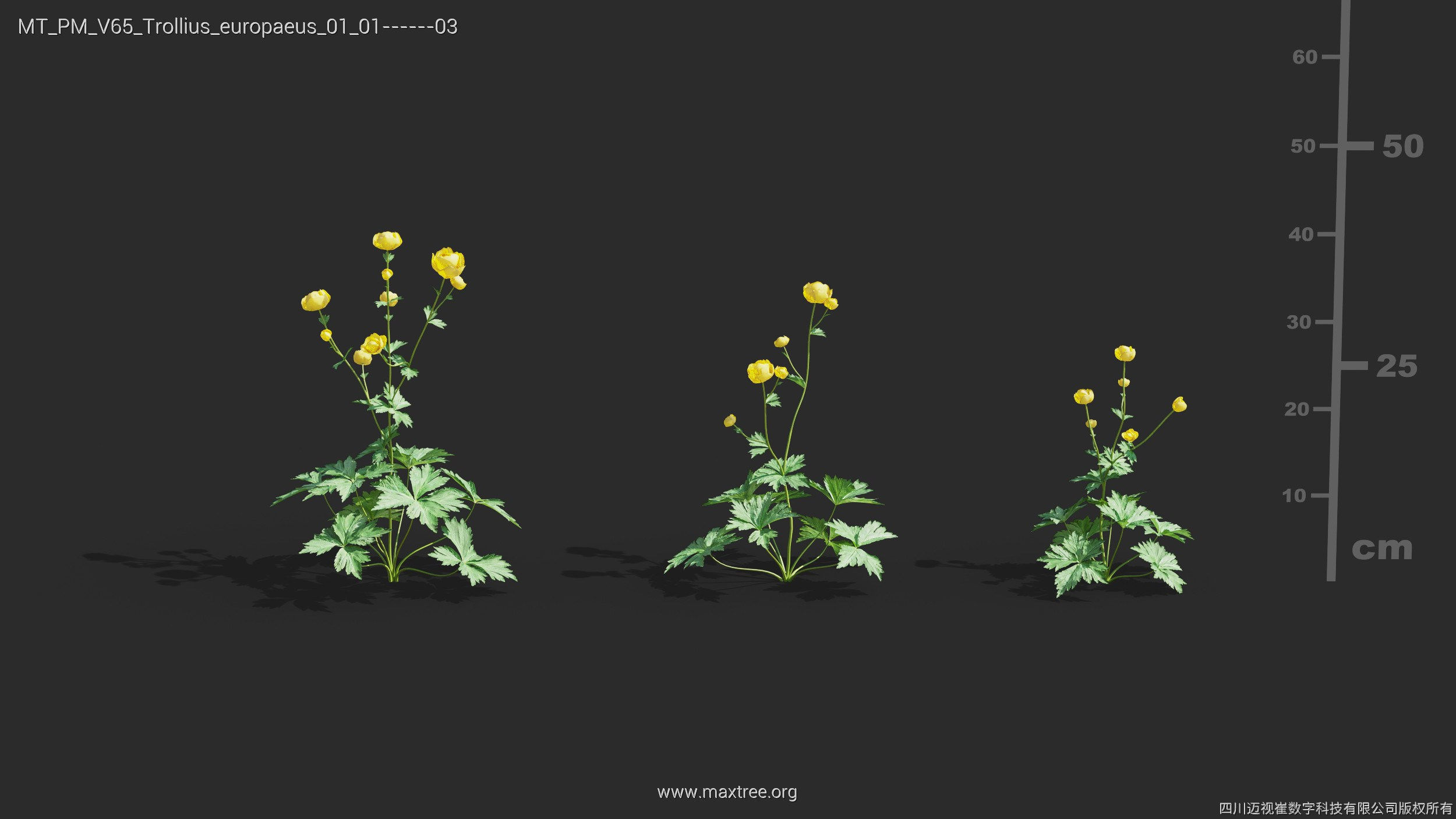 Maxtree Plant Models Vol 65 - Mesh 3D model | CGTrader