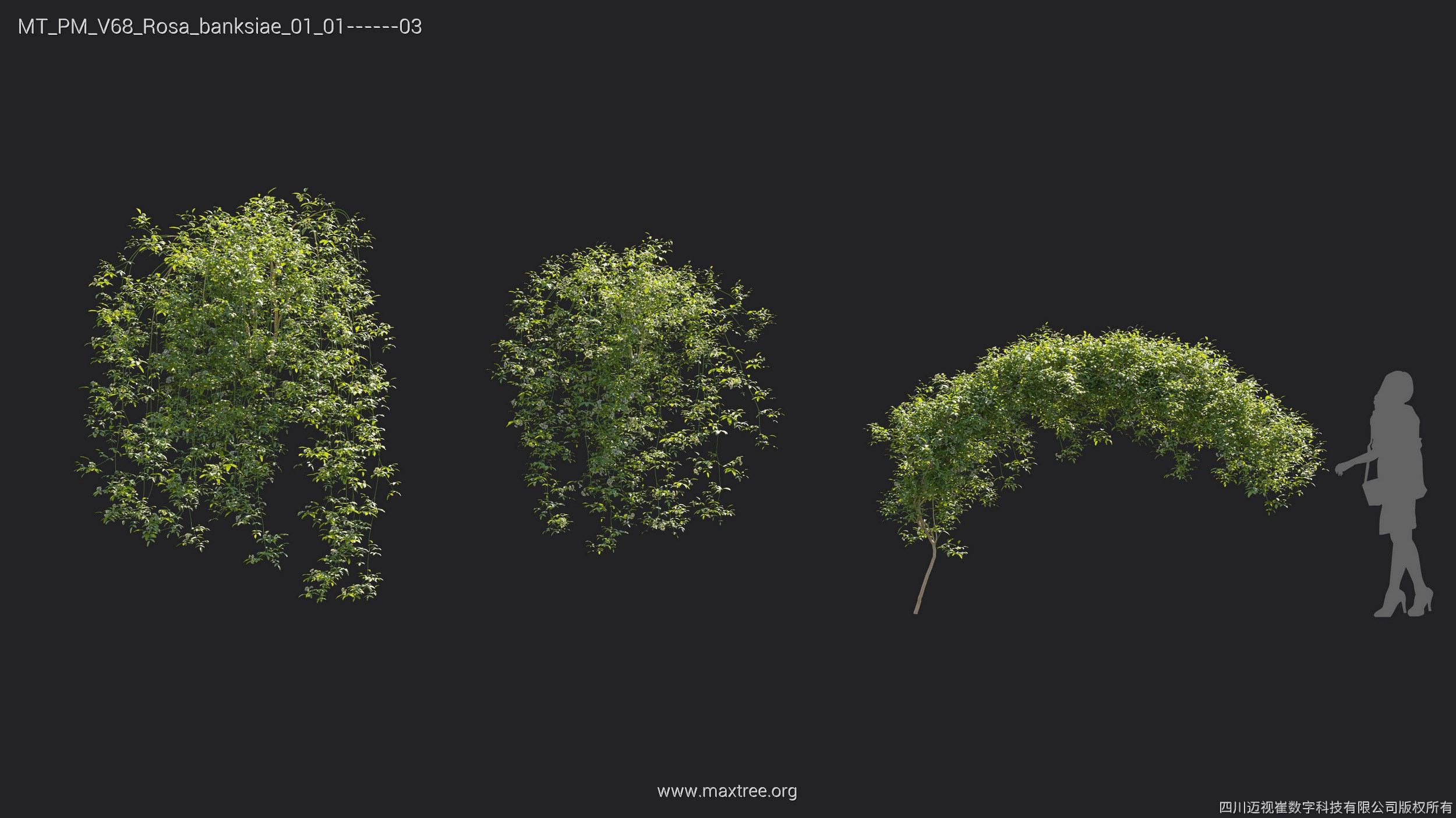 Maxtree Plant Models Vol 68 - Mesh 3D model | CGTrader