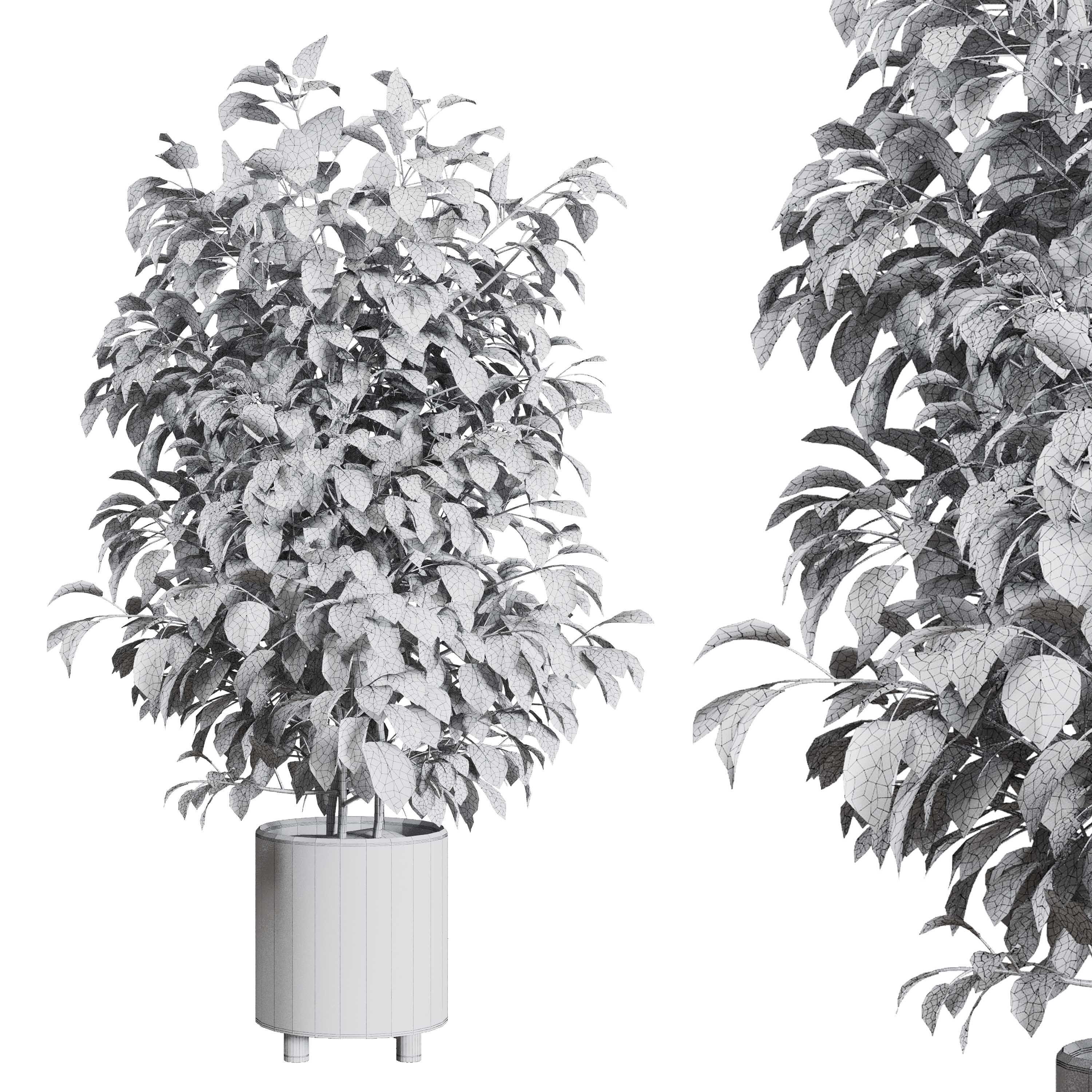 3D model ficus benjamin tree 370 by handmade pottery vase VR / AR / low ...
