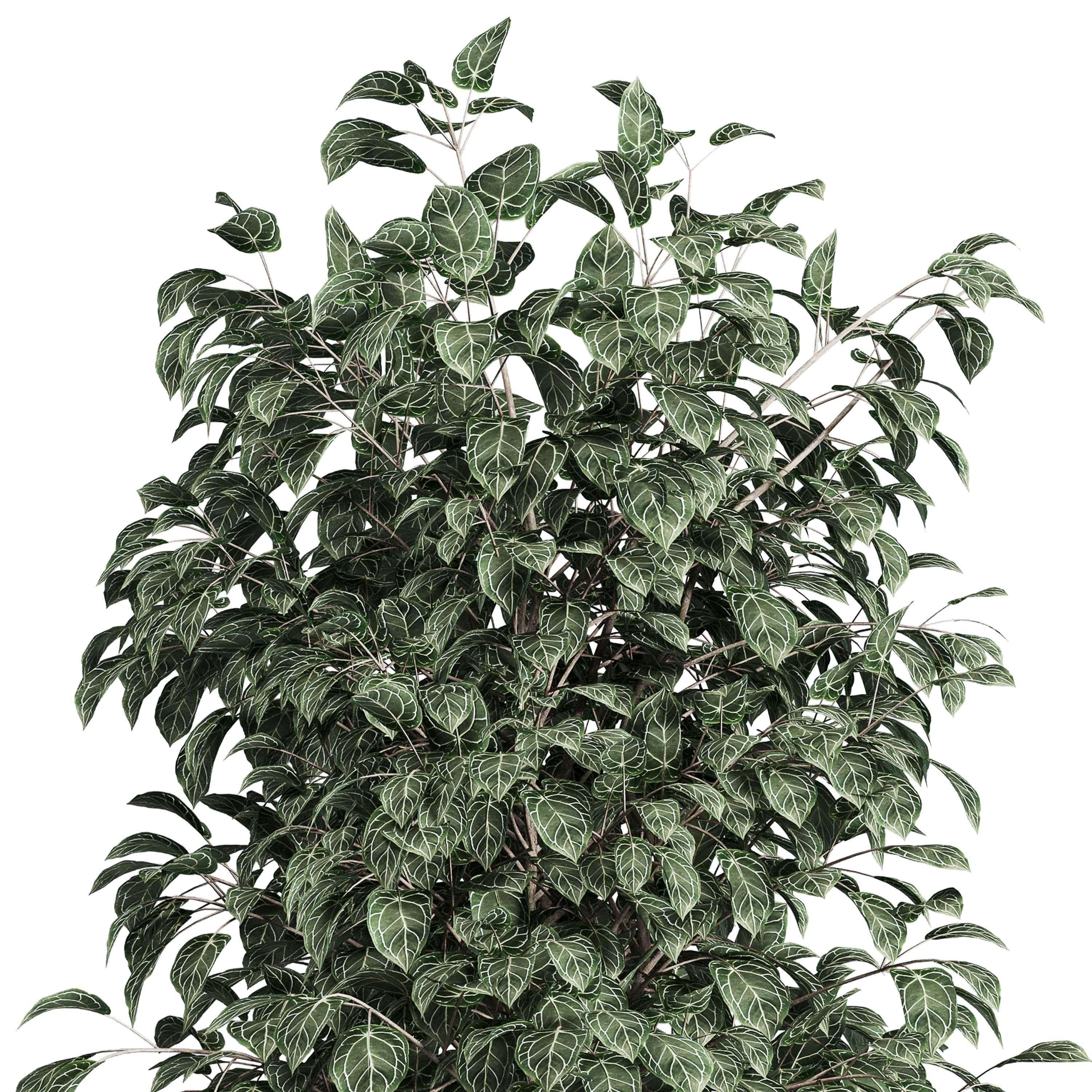 3D model ficus benjamin tree 370 by handmade pottery vase VR / AR / low ...