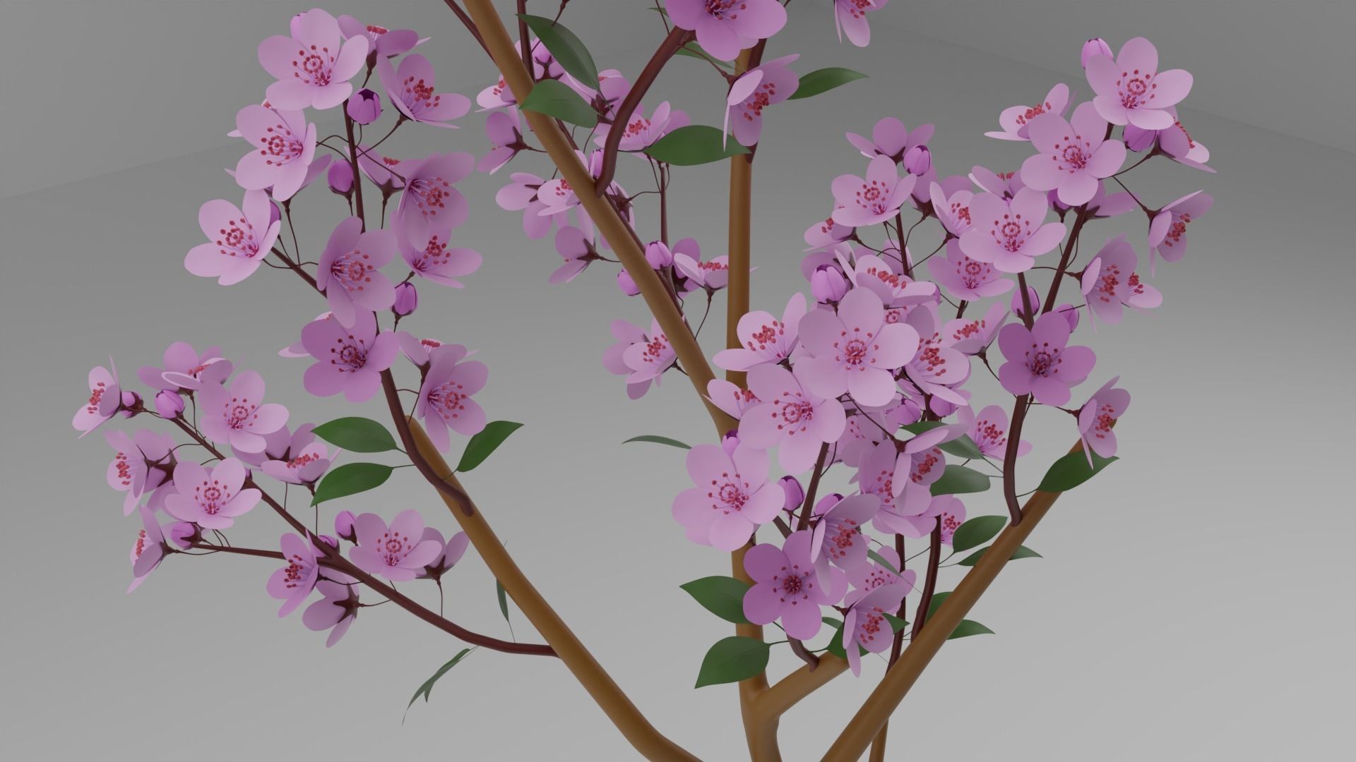 3D Cherry Blossom Tree 3D model | CGTrader