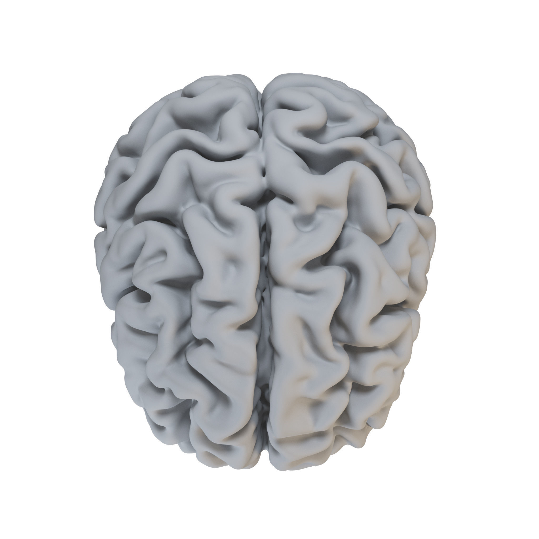 Brain Anatomy 3D model | CGTrader