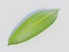 3D model Mango Leaf - Single Realistic Game Ready and HQ Low Poly VR ...