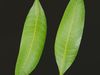3D model Mango Leaf - Single Realistic Game Ready and HQ Low Poly VR ...