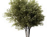Brich Tree V1 3D model | CGTrader
