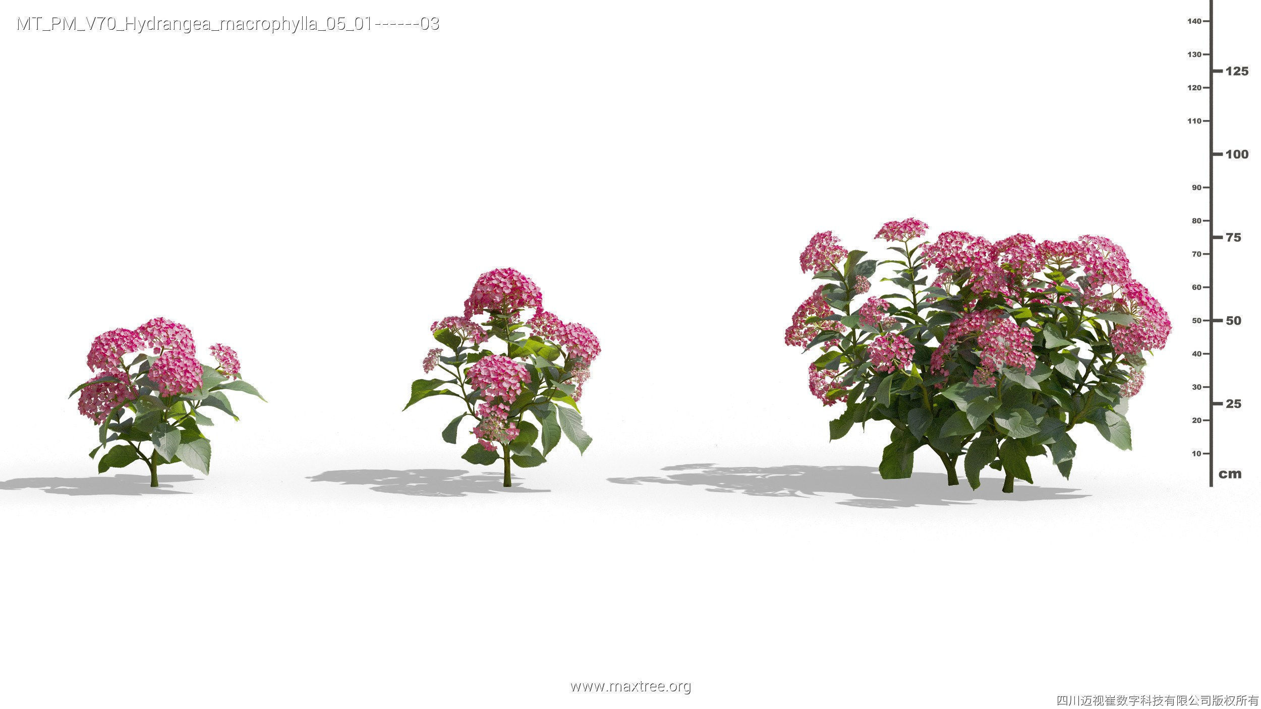 Maxtree Plant Models Vol 70 - Mesh 3D model | CGTrader