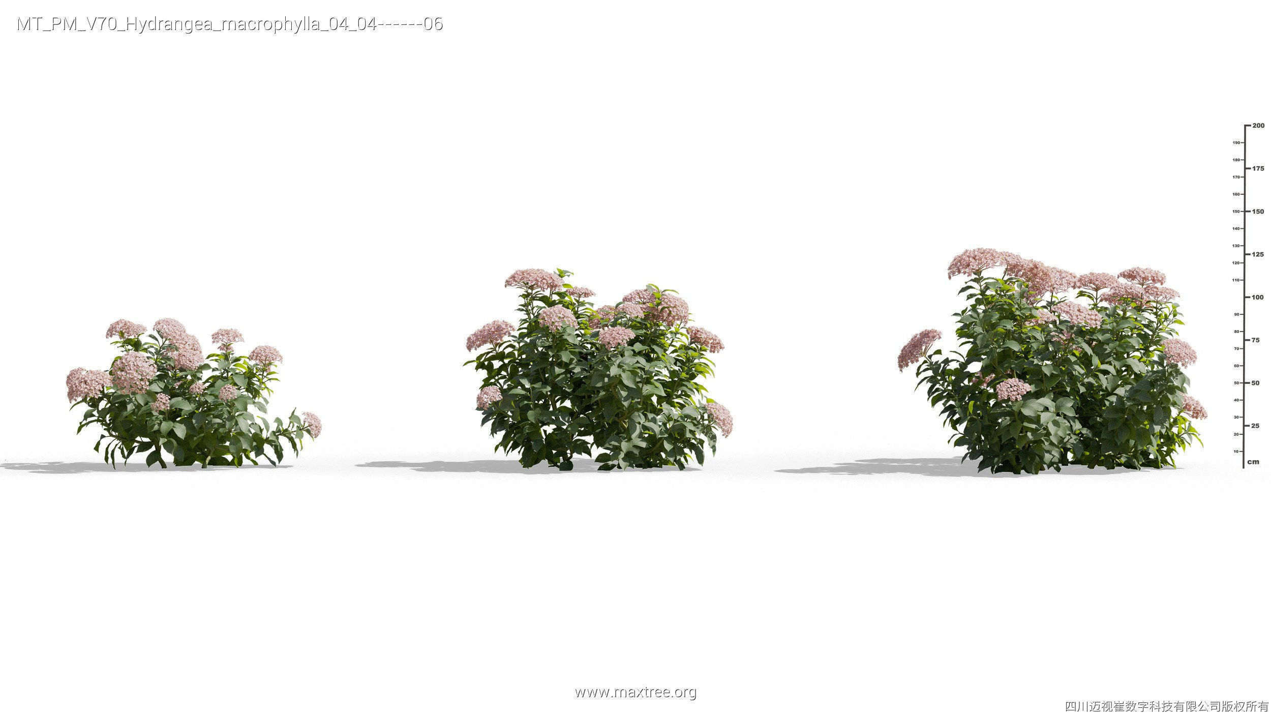 Maxtree Plant Models Vol 70 - Mesh 3D model | CGTrader