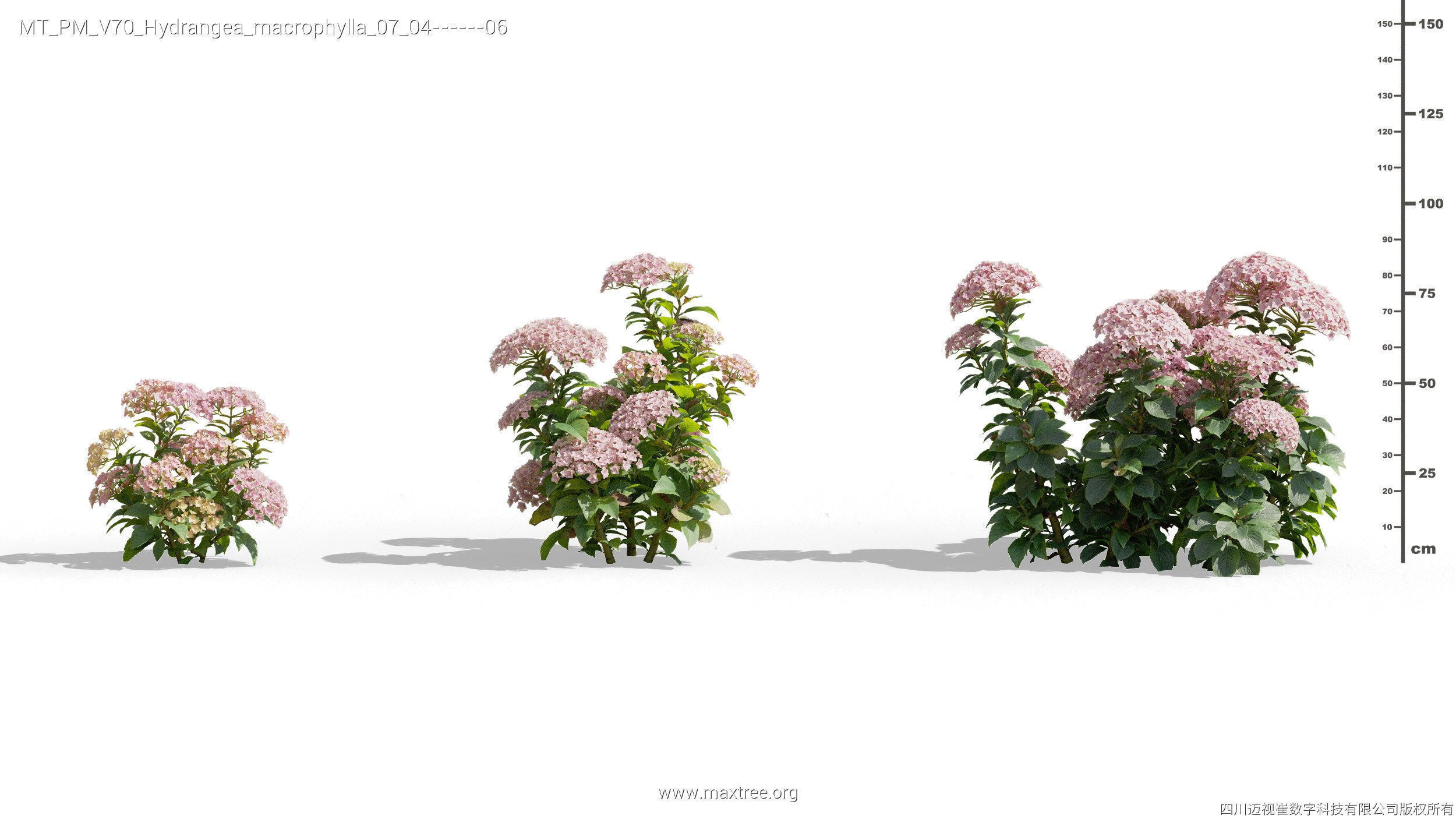Maxtree Plant Models Vol 70 - Mesh 3D model | CGTrader
