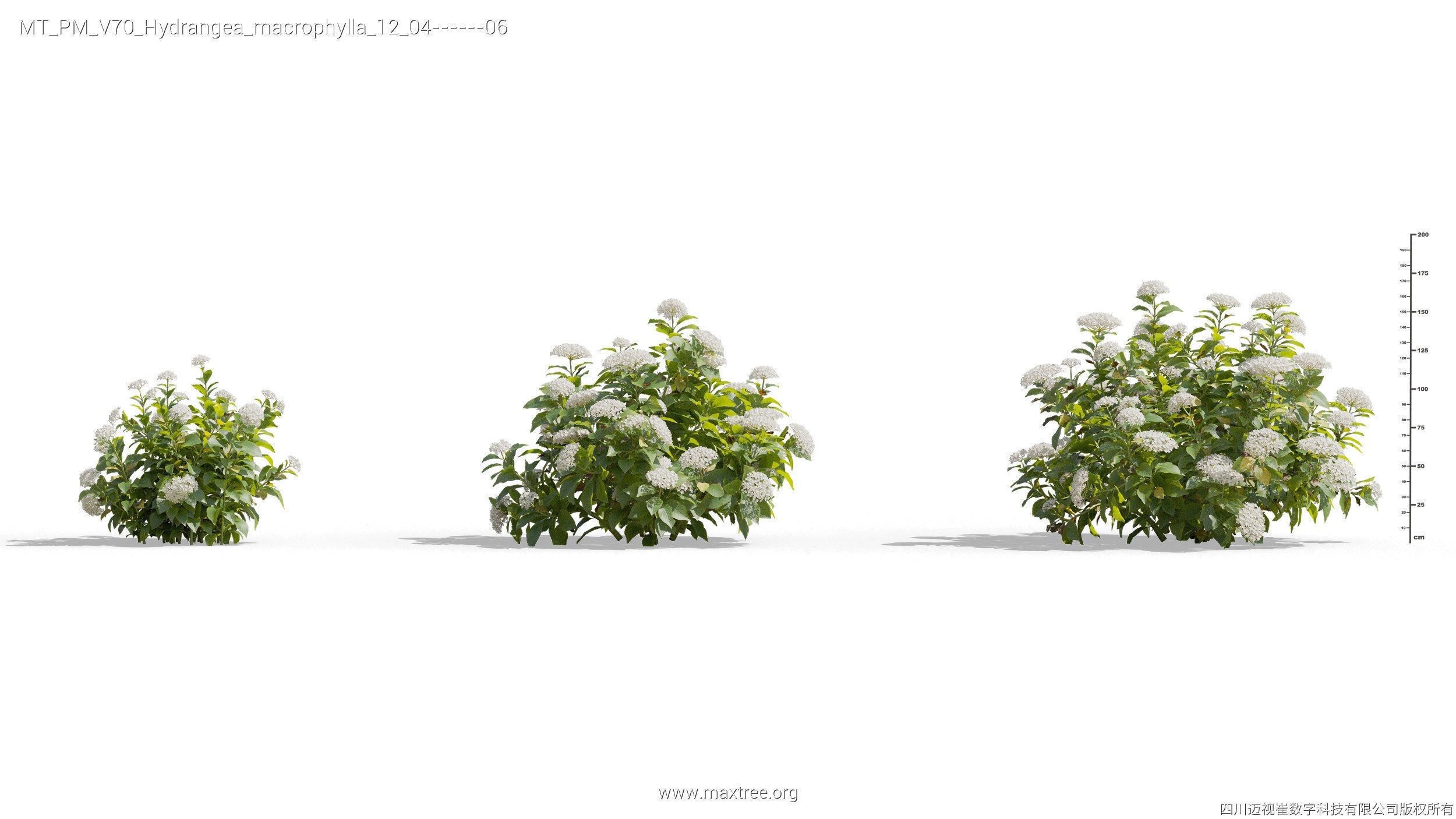 Maxtree Plant Models Vol 70 - Mesh 3D model | CGTrader