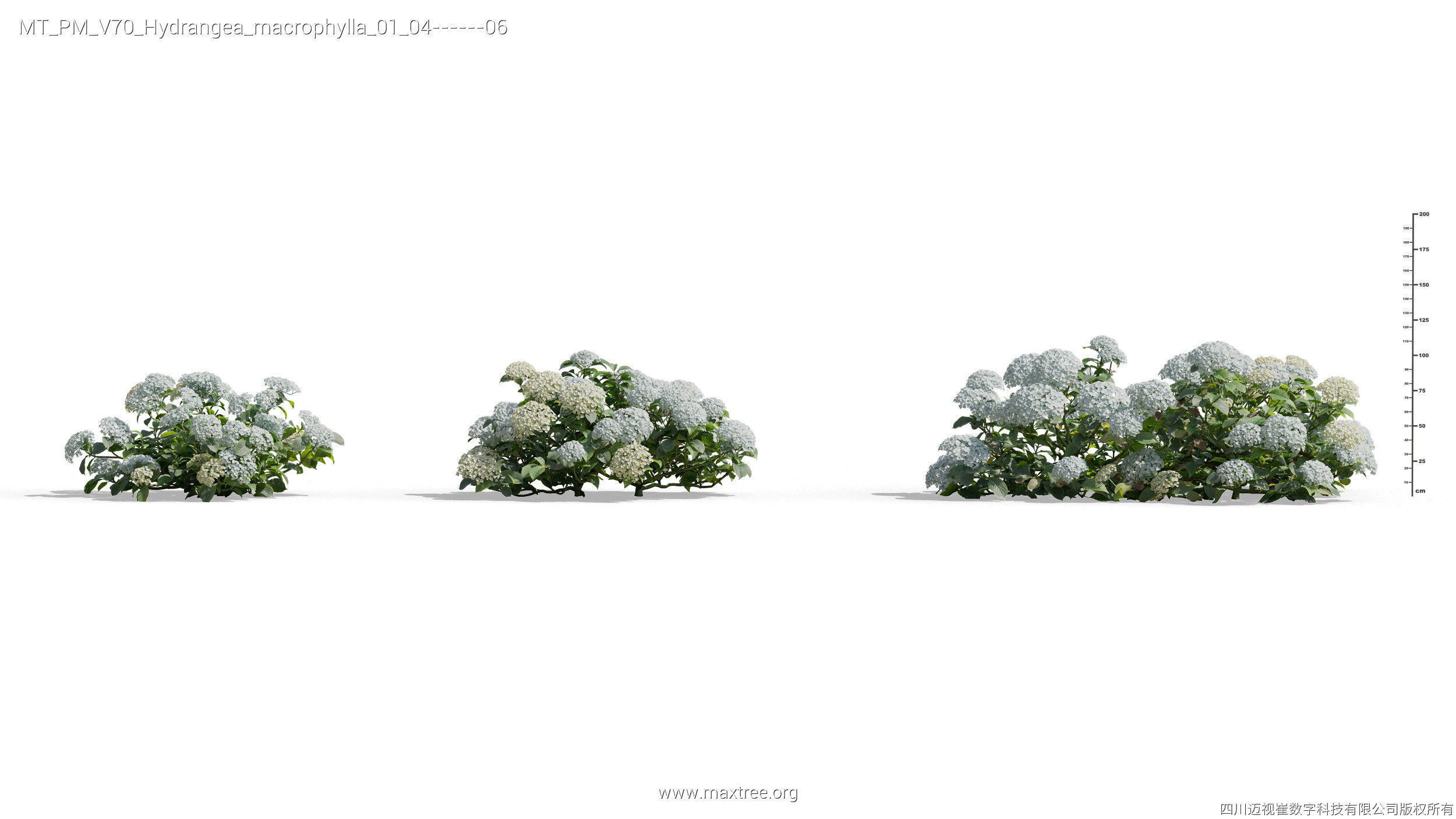 Maxtree Plant Models Vol 70 - Mesh 3D model | CGTrader