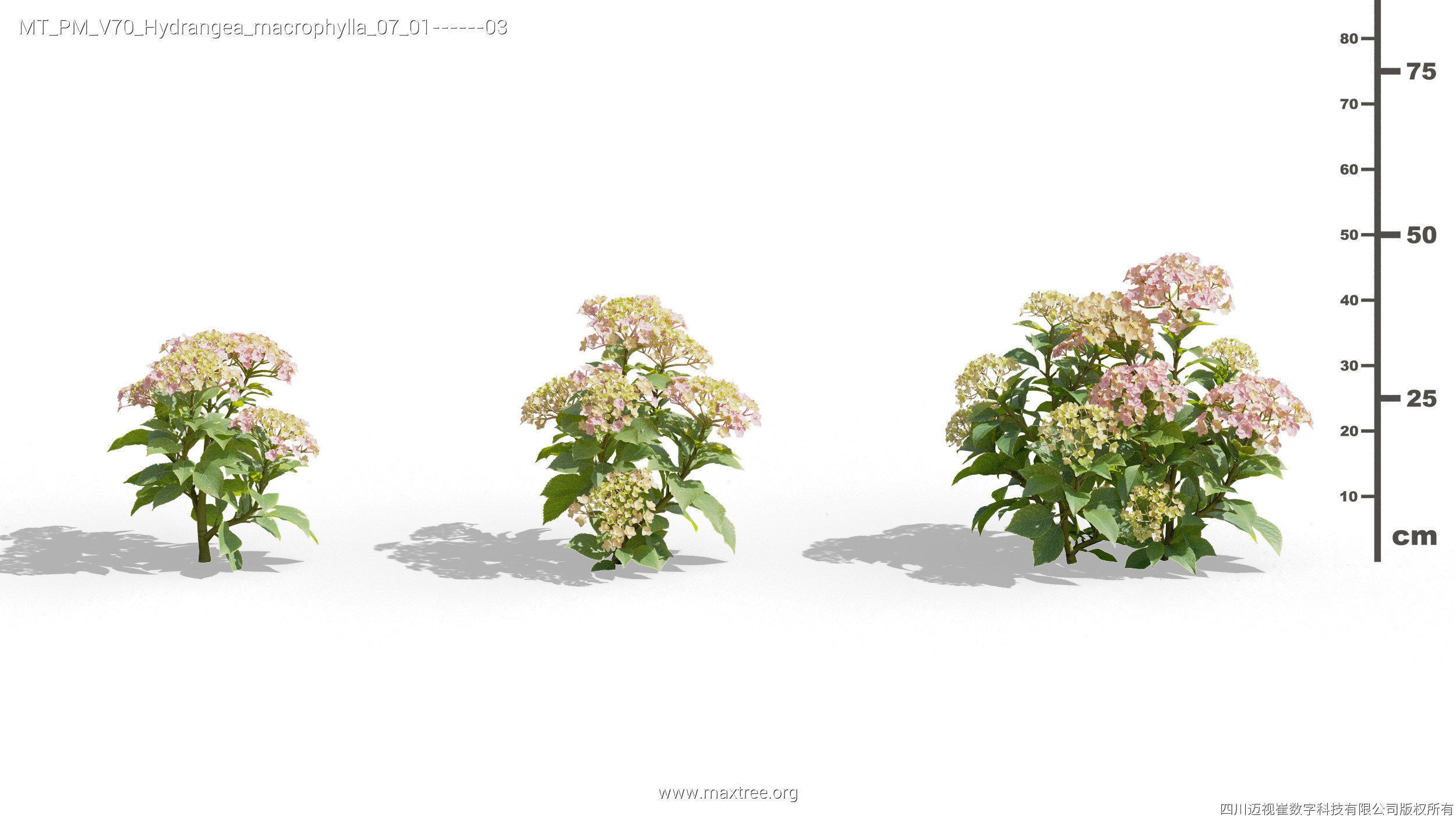 Maxtree Plant Models Vol 70 - Mesh 3D model | CGTrader