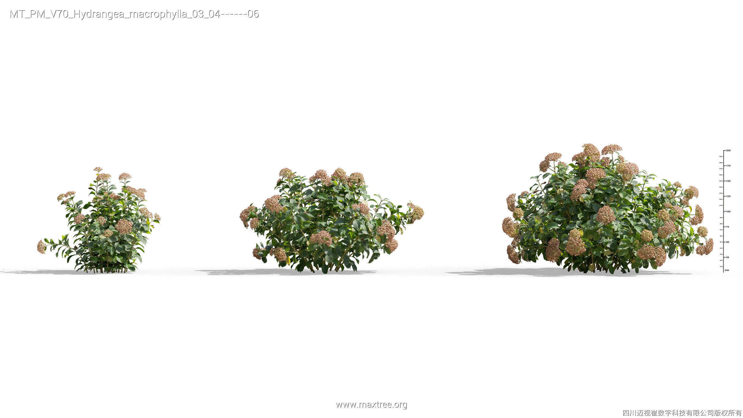 Maxtree Plant Models Vol 70 - Mesh 3D model | CGTrader