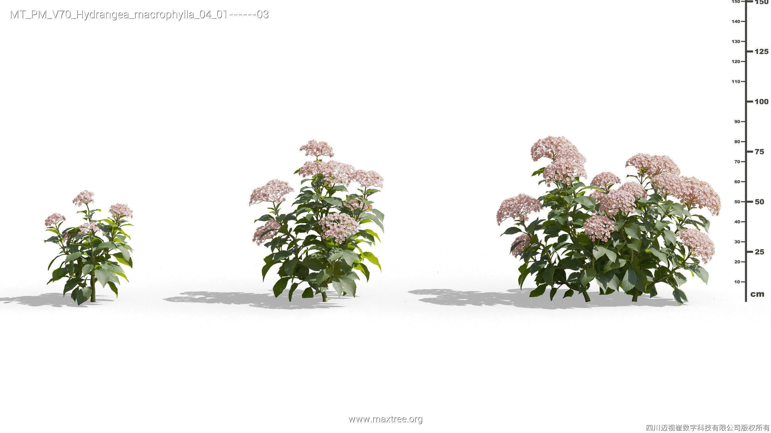 Maxtree Plant Models Vol 70 - Mesh 3D model | CGTrader