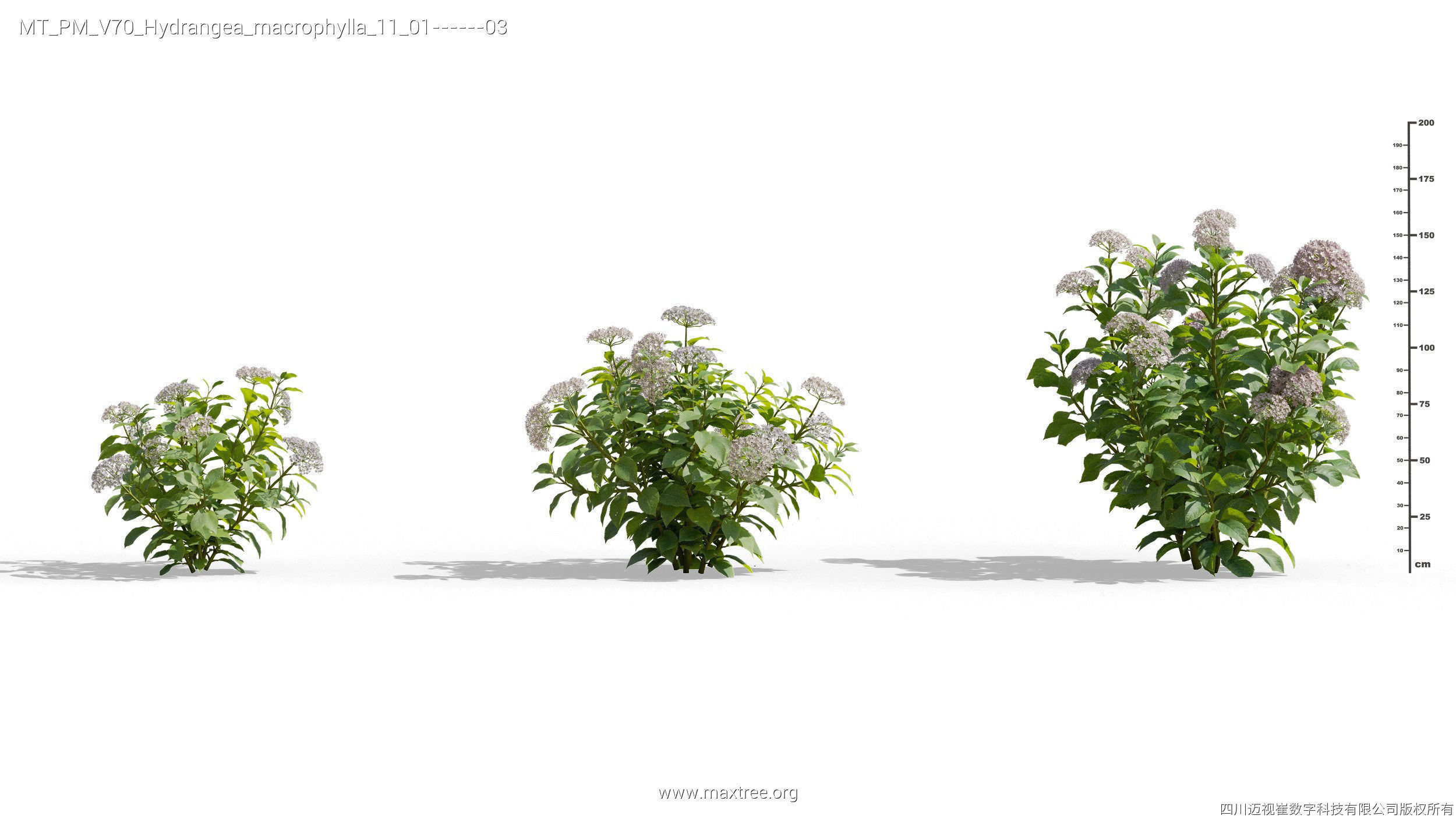 Maxtree Plant Models Vol 70 - Mesh 3D model | CGTrader
