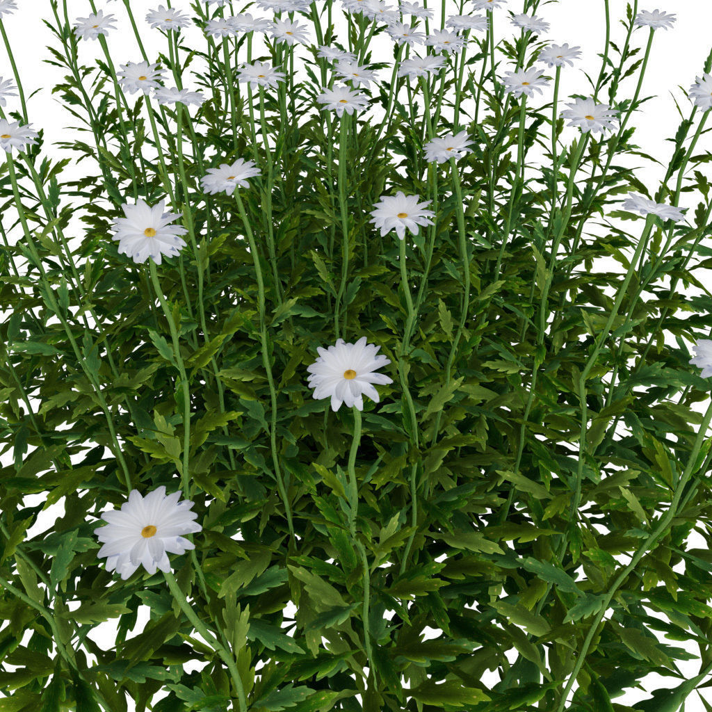 3D model daisy Flower VR / AR / low-poly | CGTrader