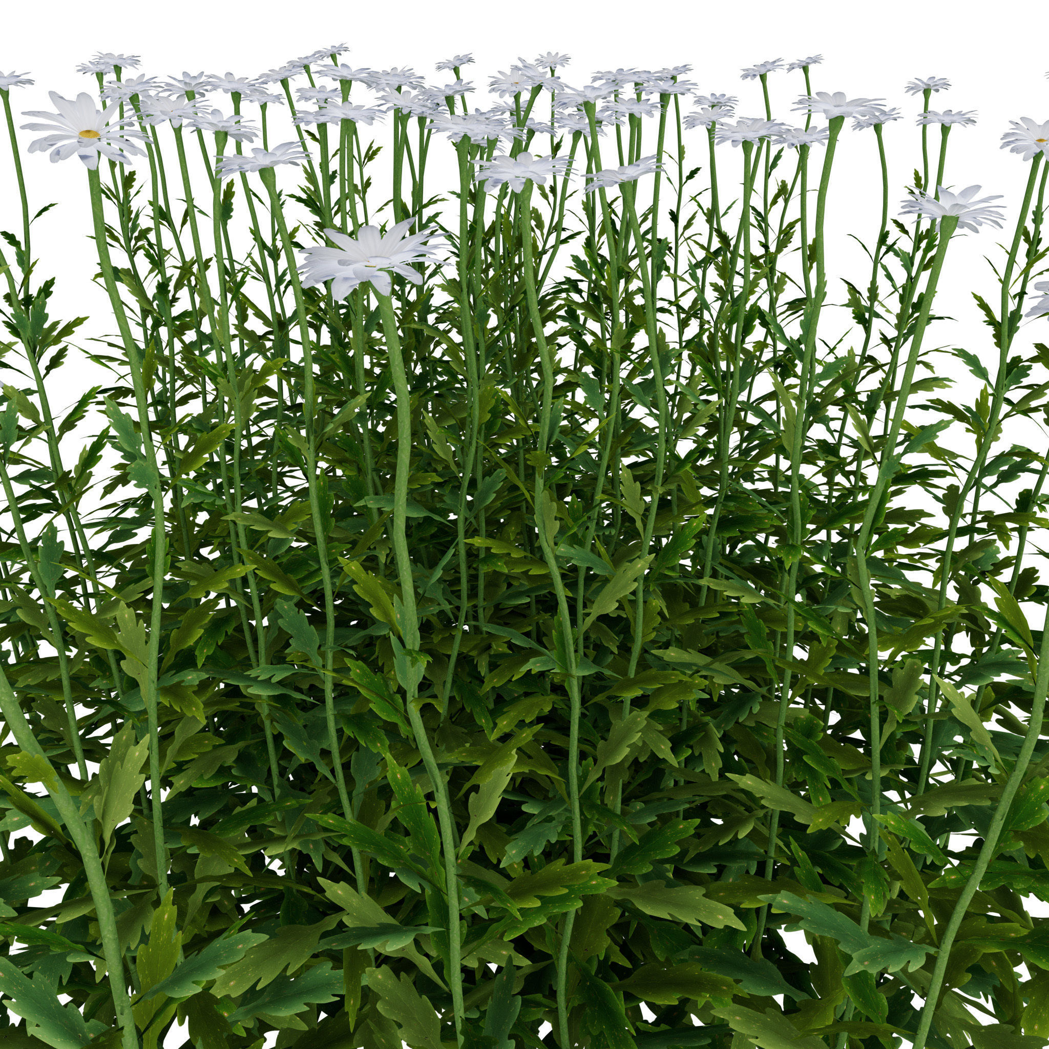 3D model daisy Flower VR / AR / low-poly | CGTrader