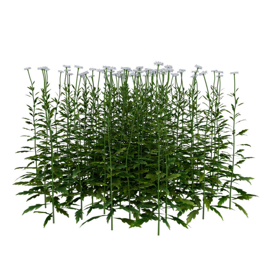 3D model daisy Flower VR / AR / low-poly | CGTrader