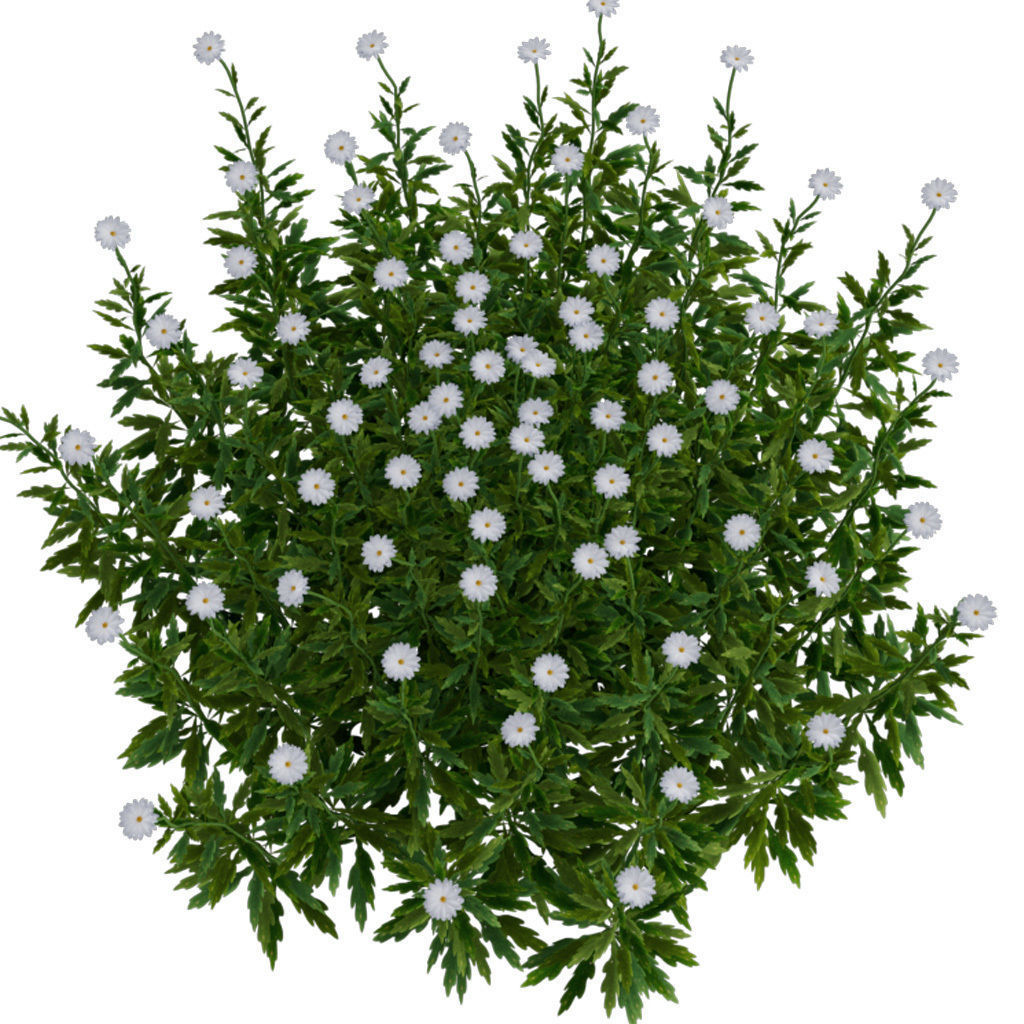 3D model daisy Flower VR / AR / low-poly | CGTrader