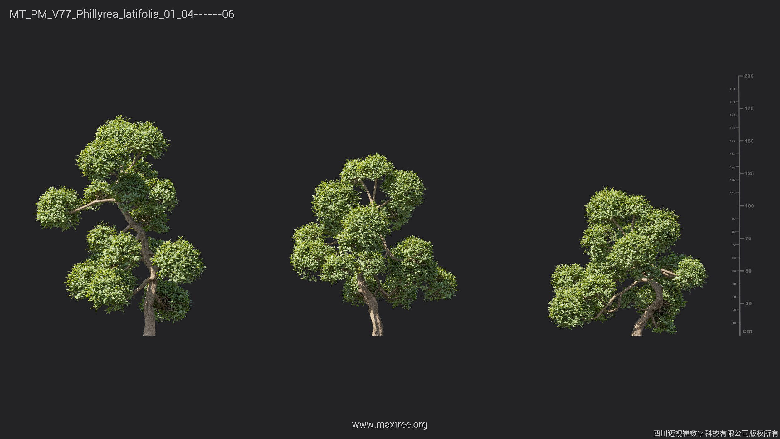 Maxtree Plant Models Vol 77 - Mesh 3D model | CGTrader