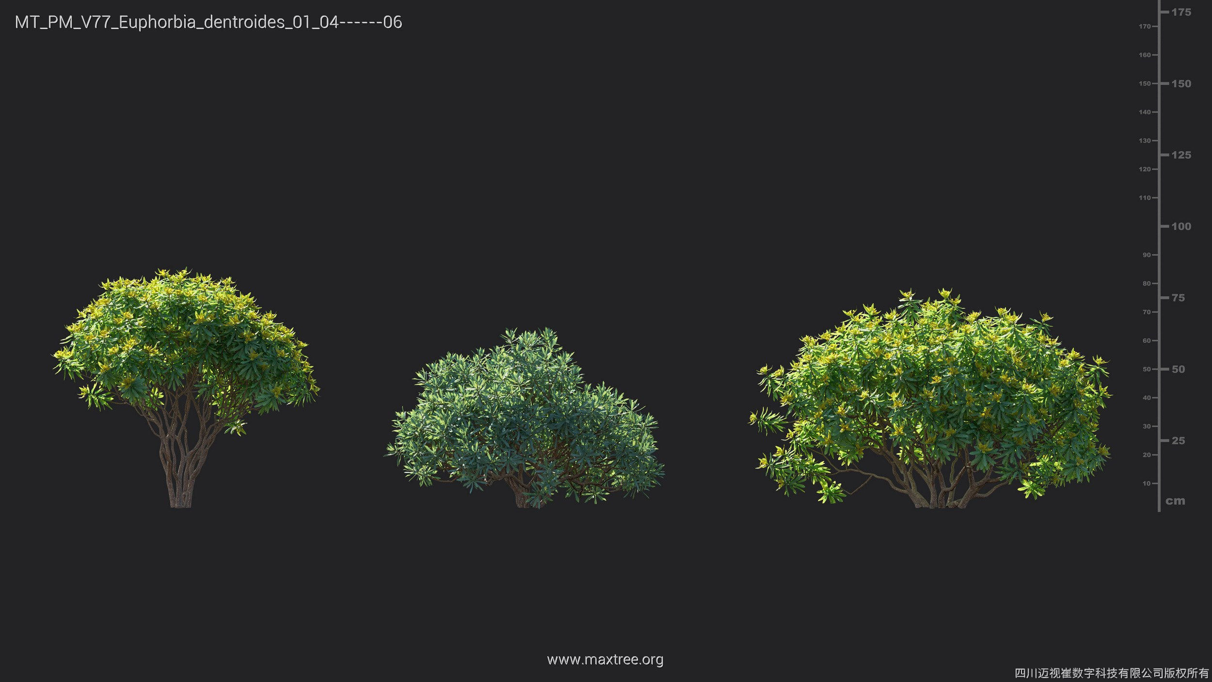 Maxtree Plant Models Vol 77 - Mesh 3D model | CGTrader