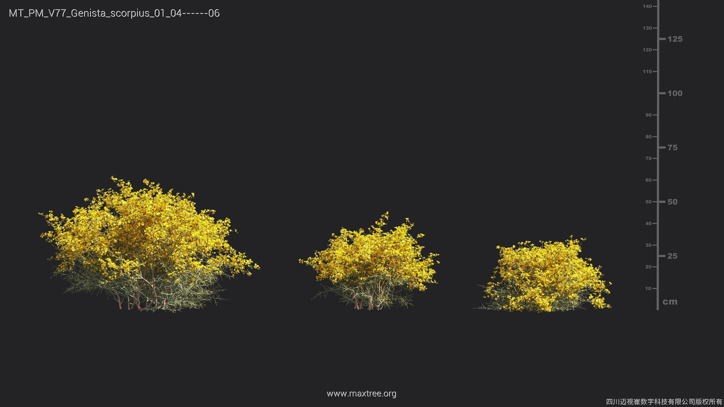 Maxtree Plant Models Vol 77 - Mesh 3D model | CGTrader