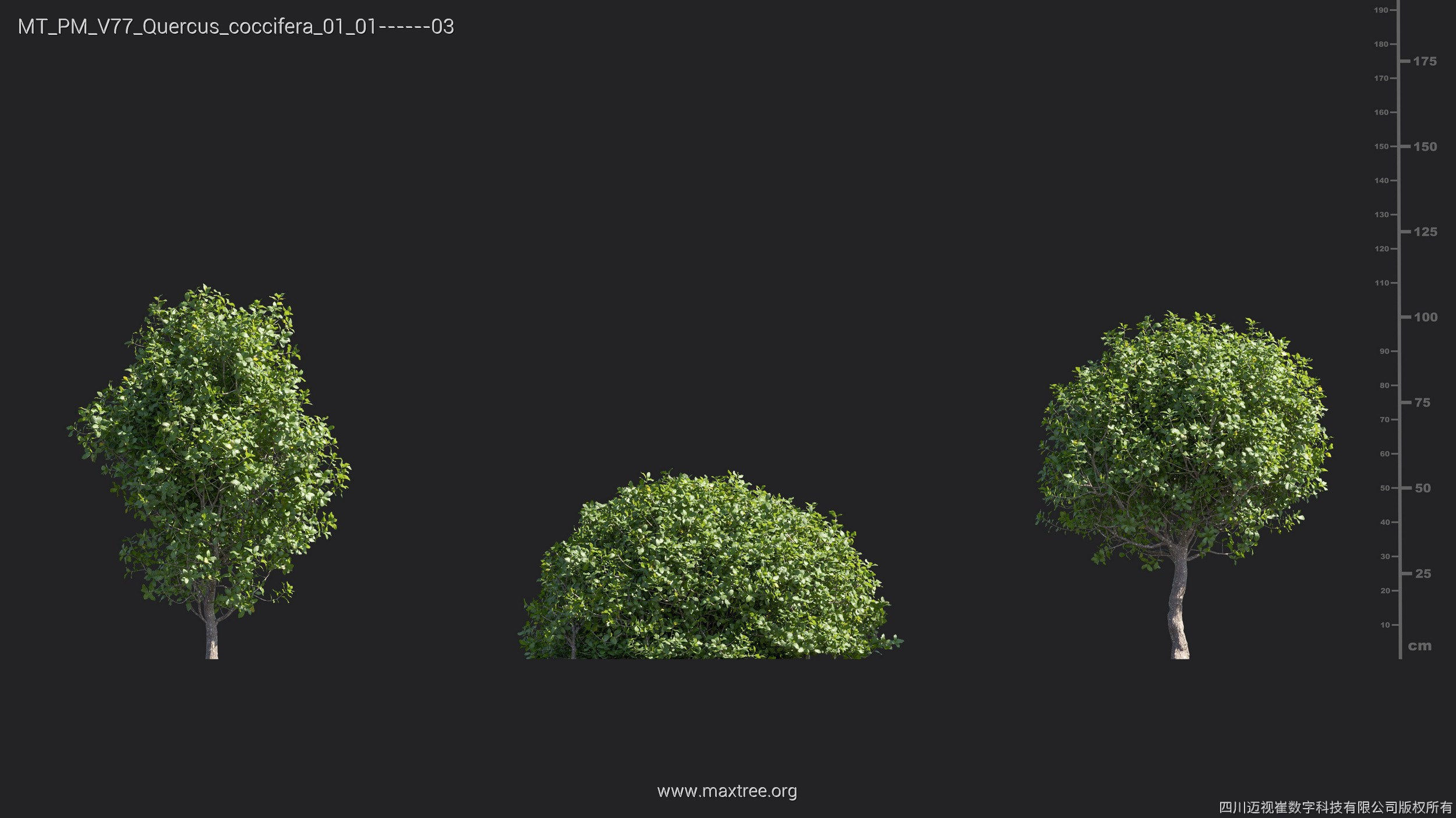 Maxtree Plant Models Vol 77 - Mesh 3D model | CGTrader