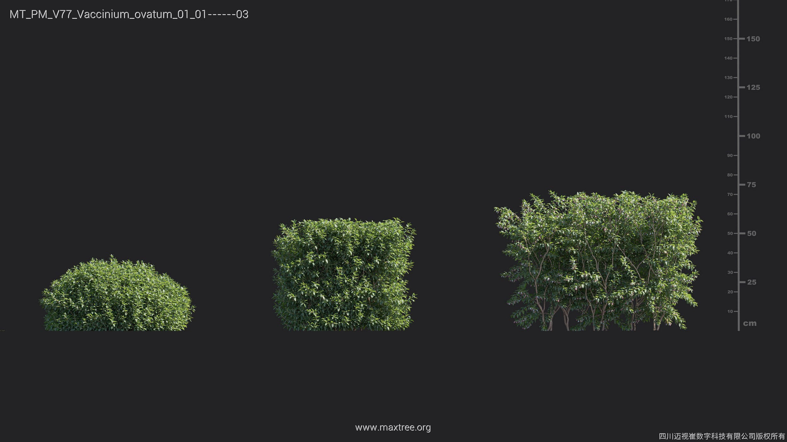 Maxtree Plant Models Vol 77 - Mesh 3D model | CGTrader