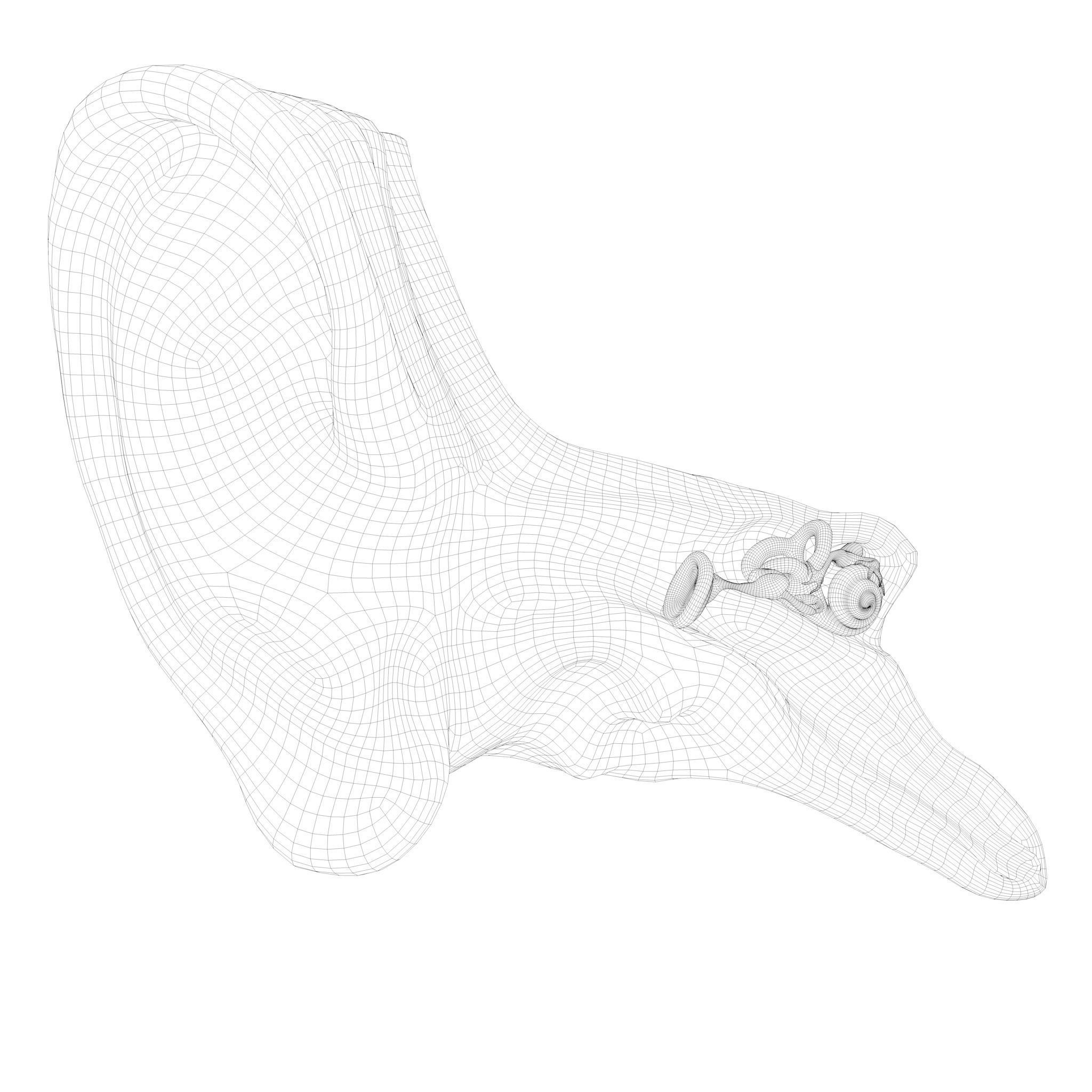 Cross section ear anatomy 3D model | CGTrader